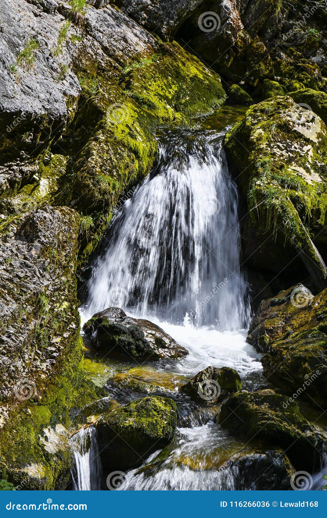 Waterin the austria stock photo. Image of travel, flowers - 116266036