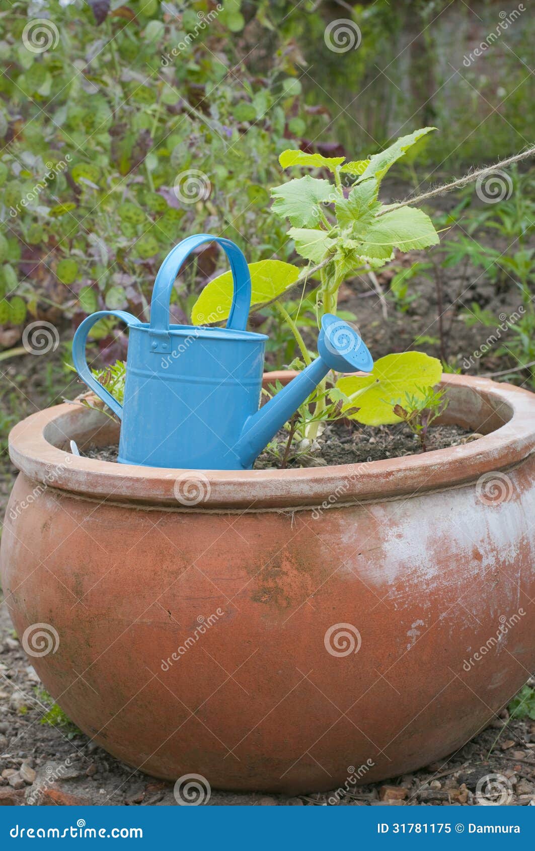 Waterin kan en pot bloeien stock afbeelding. Image of ceramisch - 31781175