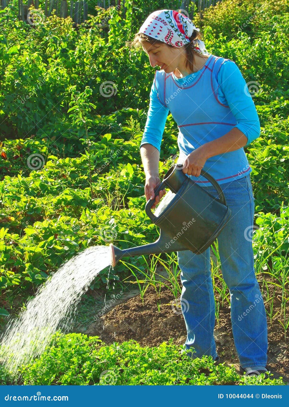 Watering stock photo. Image of plant, organic, planting - 10044044