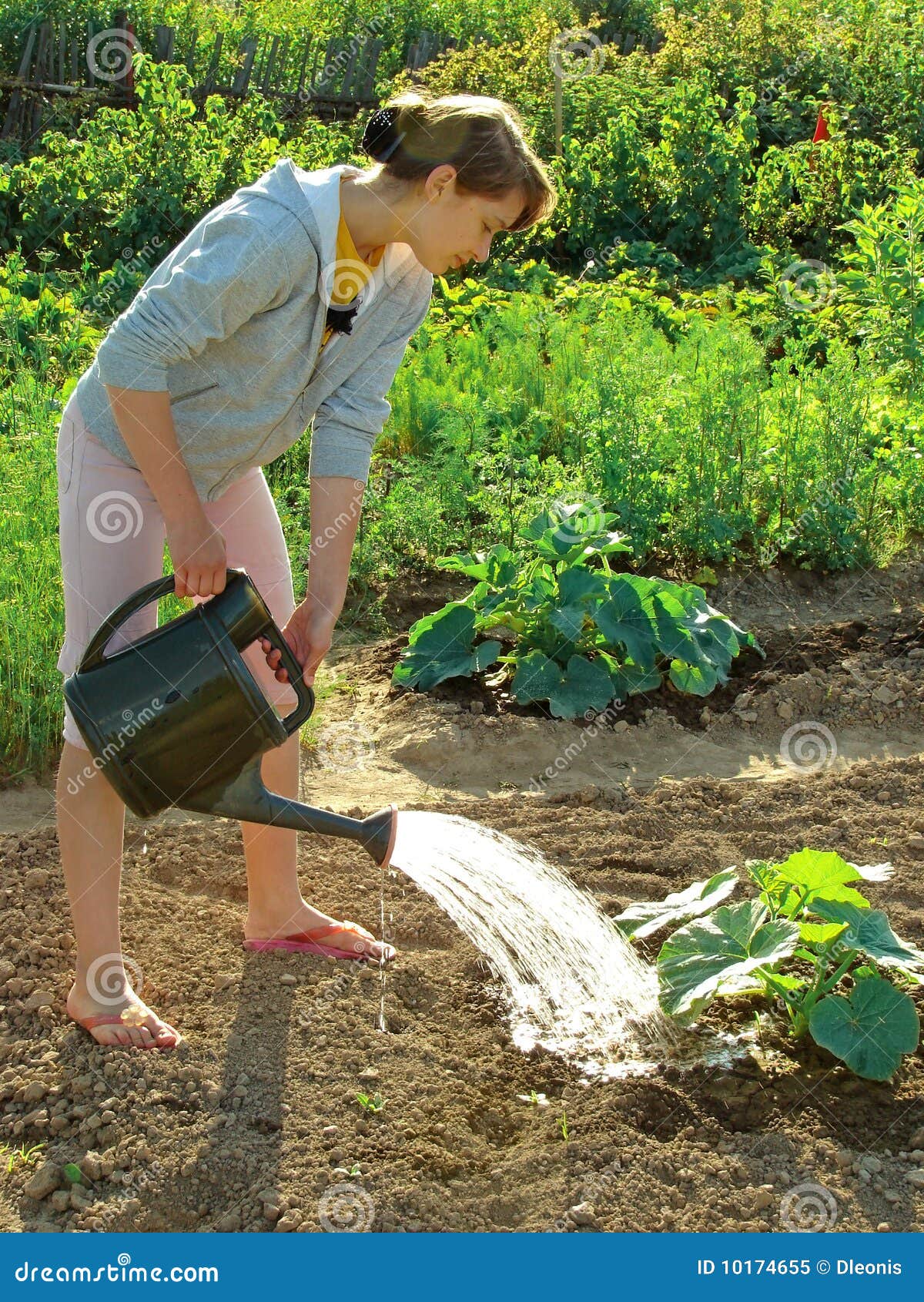 Watering stock image. Image of farmland, crop, caring - 10174655