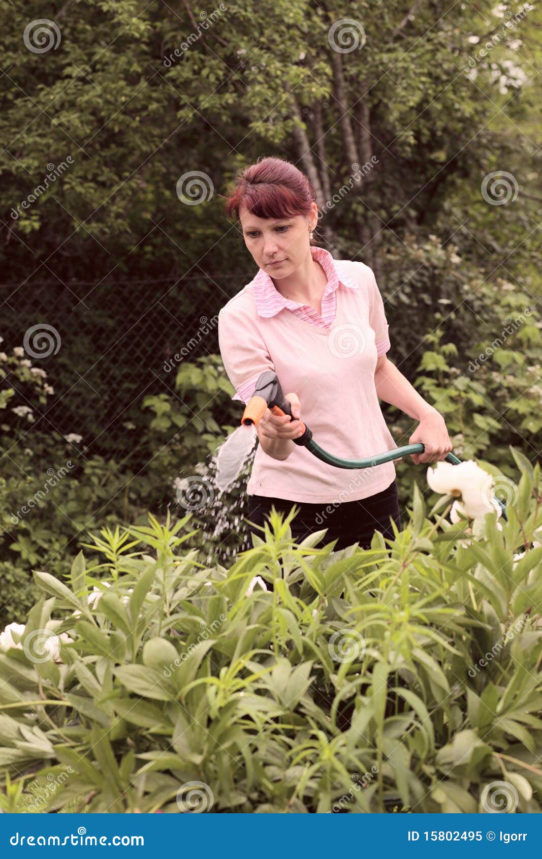 Watering stock image. Image of nature, holding, adult - 15802495