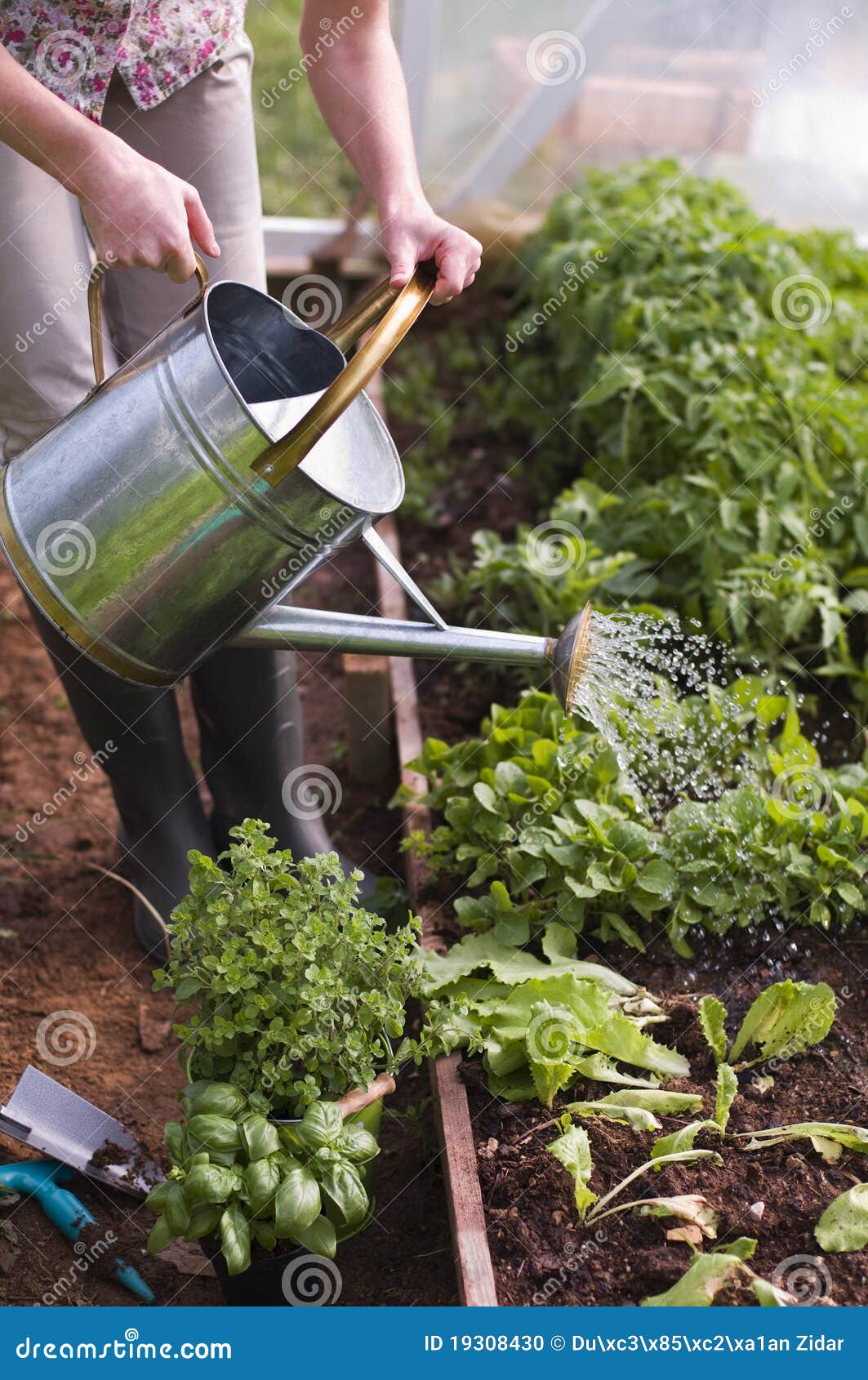 Watering stock photo. Image of sunny, young, activity - 19308430