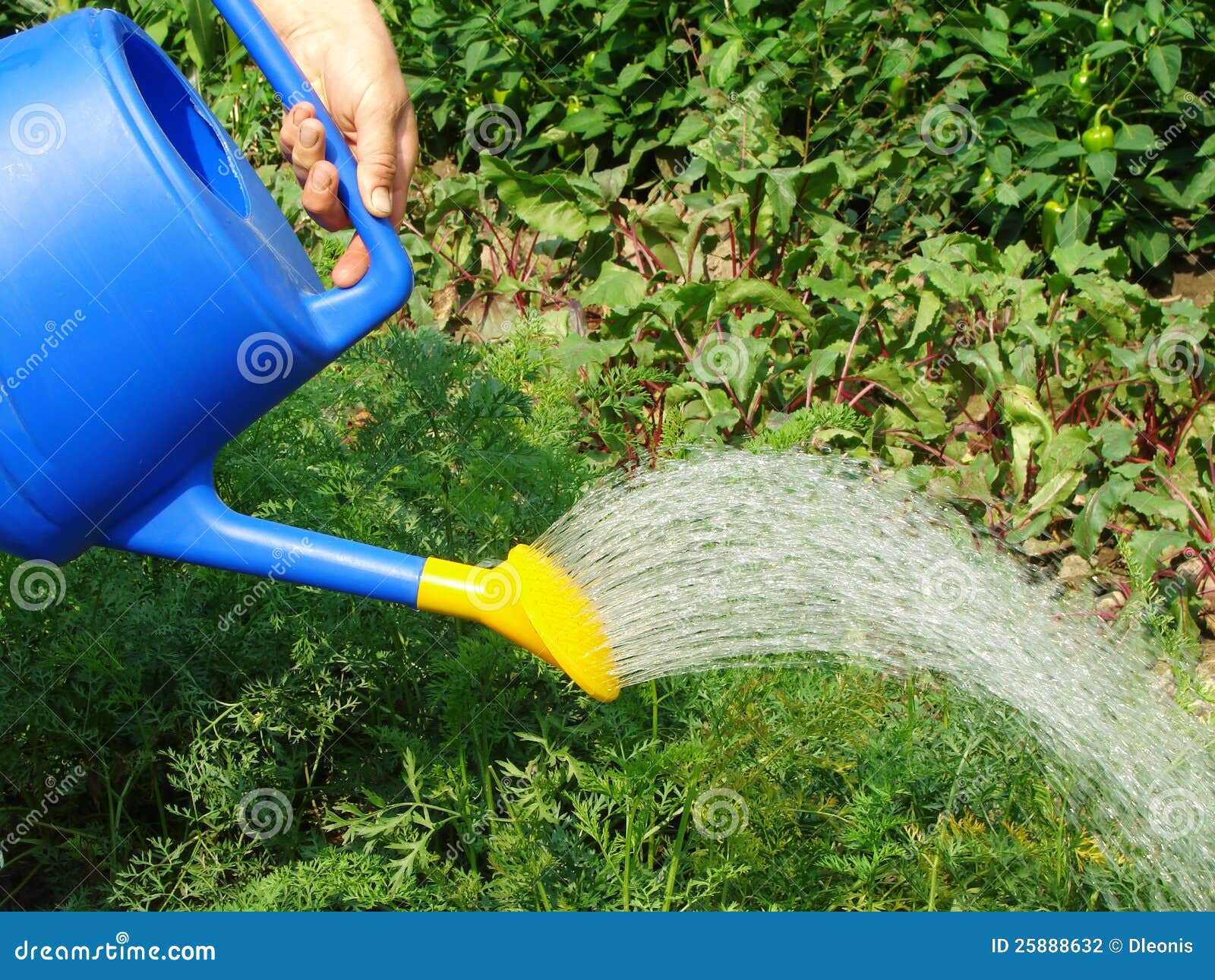 Watering stock photo. Image of carrots, cultivation, caring - 25888632
