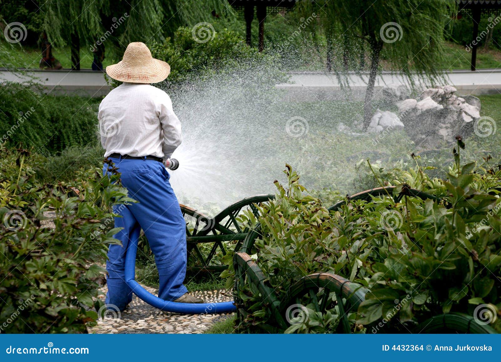 Watering stock photo. Image of farm, fresh, fertility - 4432364