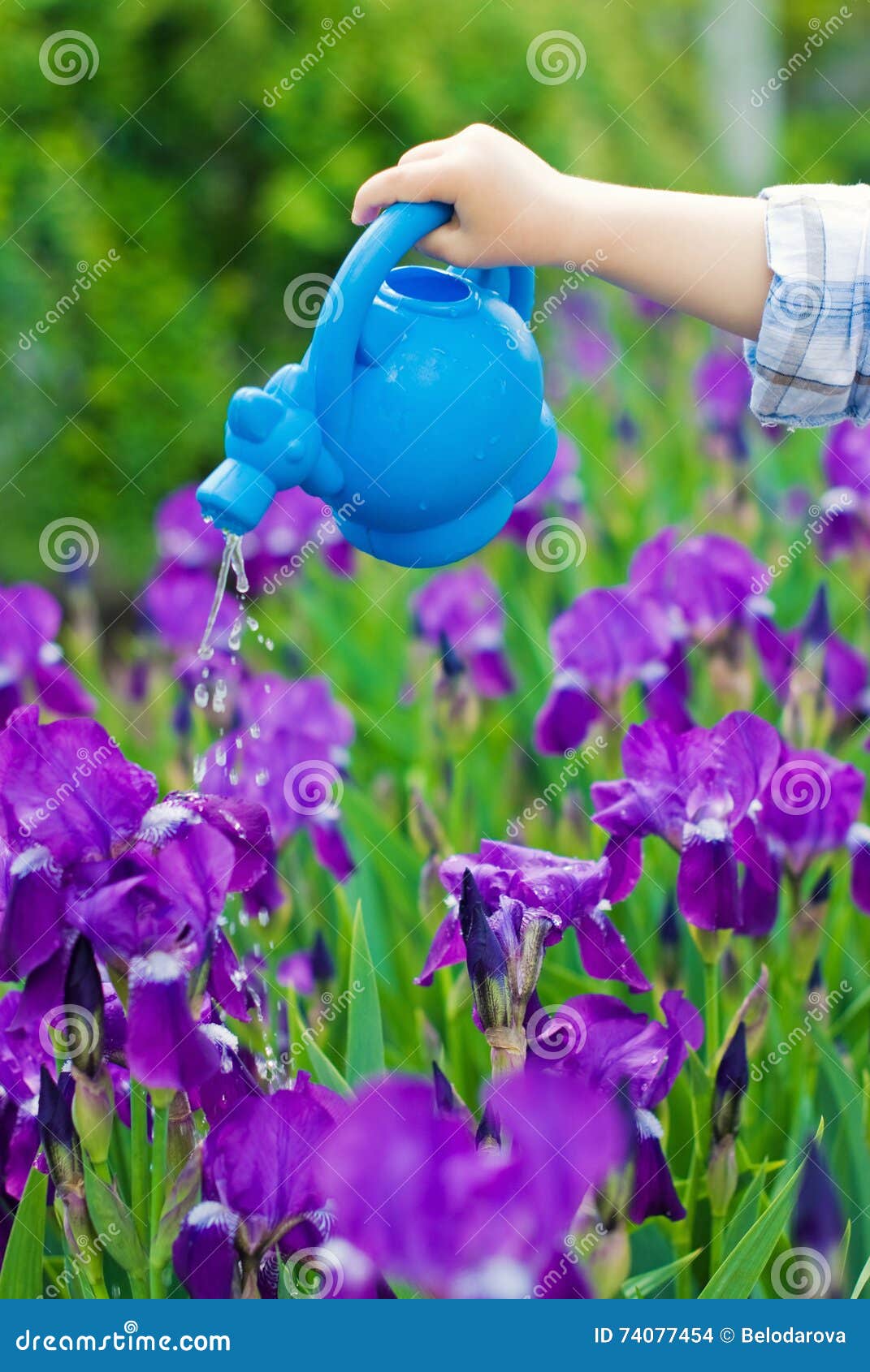 Watering stock foto. Image of dalingen, ecologie, mensen - 74077454