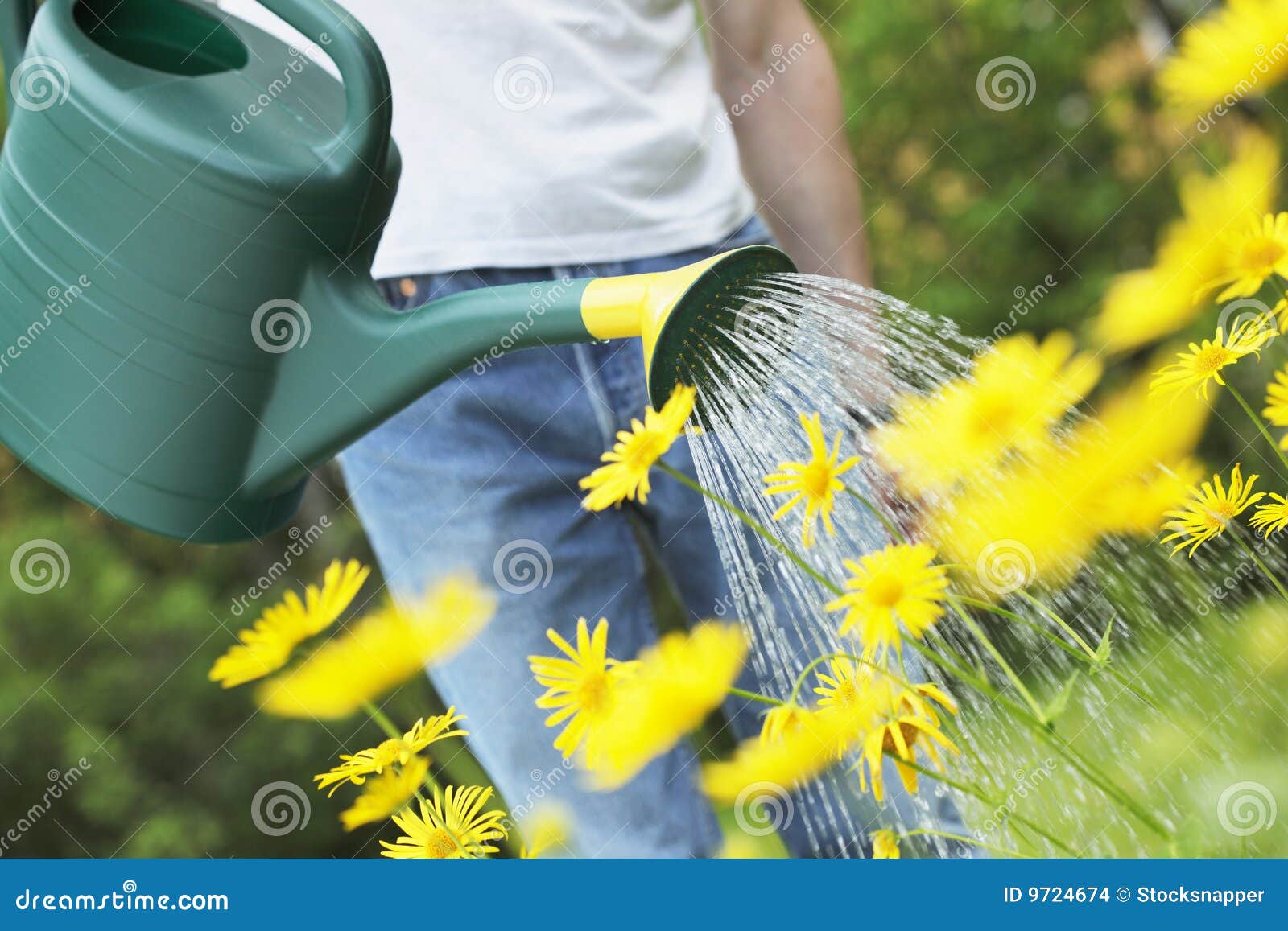 Watering stock photo. Image of green, perennal, droplets - 9724674