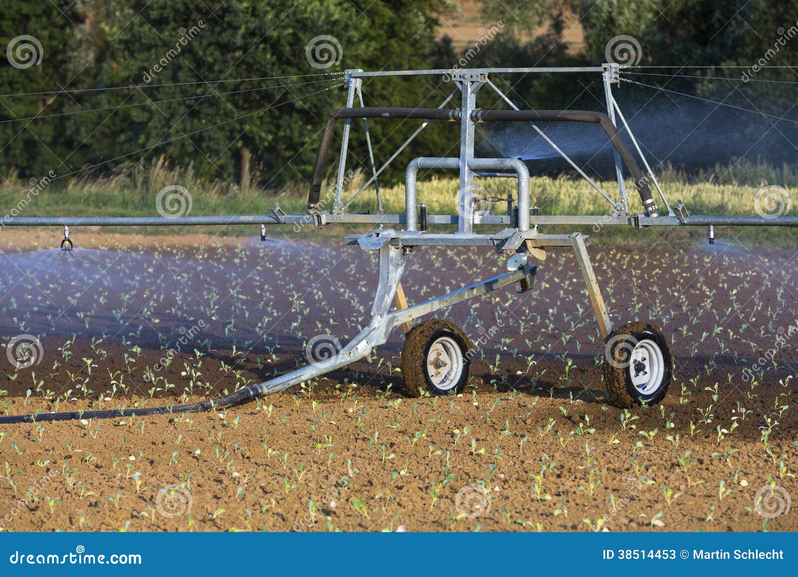 Watering stock image. Image of food, agriculture, gardening - 38514453