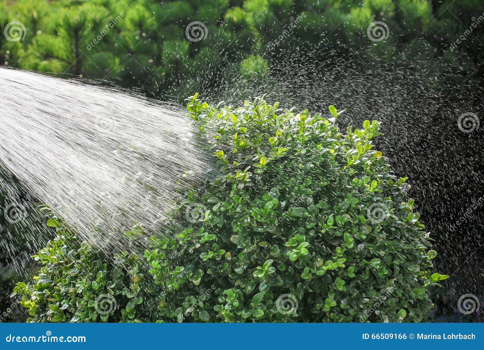 Watering, box tree stock photo. Image of landscaper, decoration - 66509166