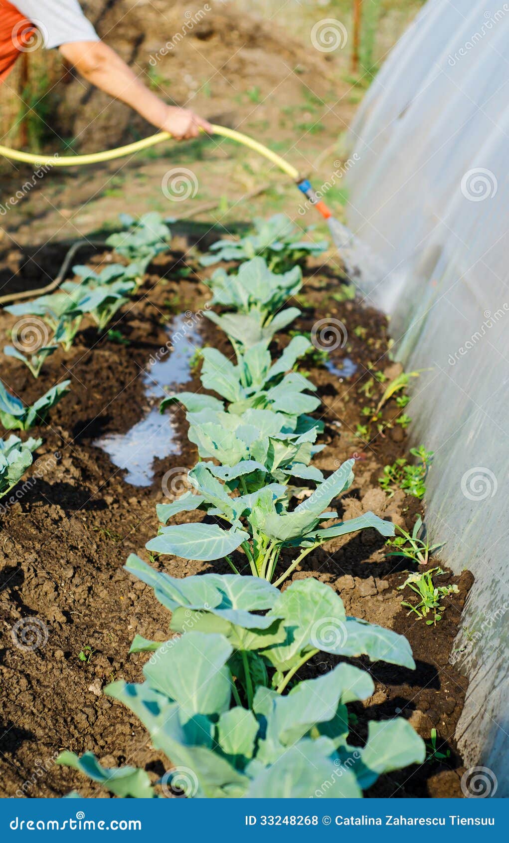 Watering cabbage stock photo. Image of white, garden - 33248268