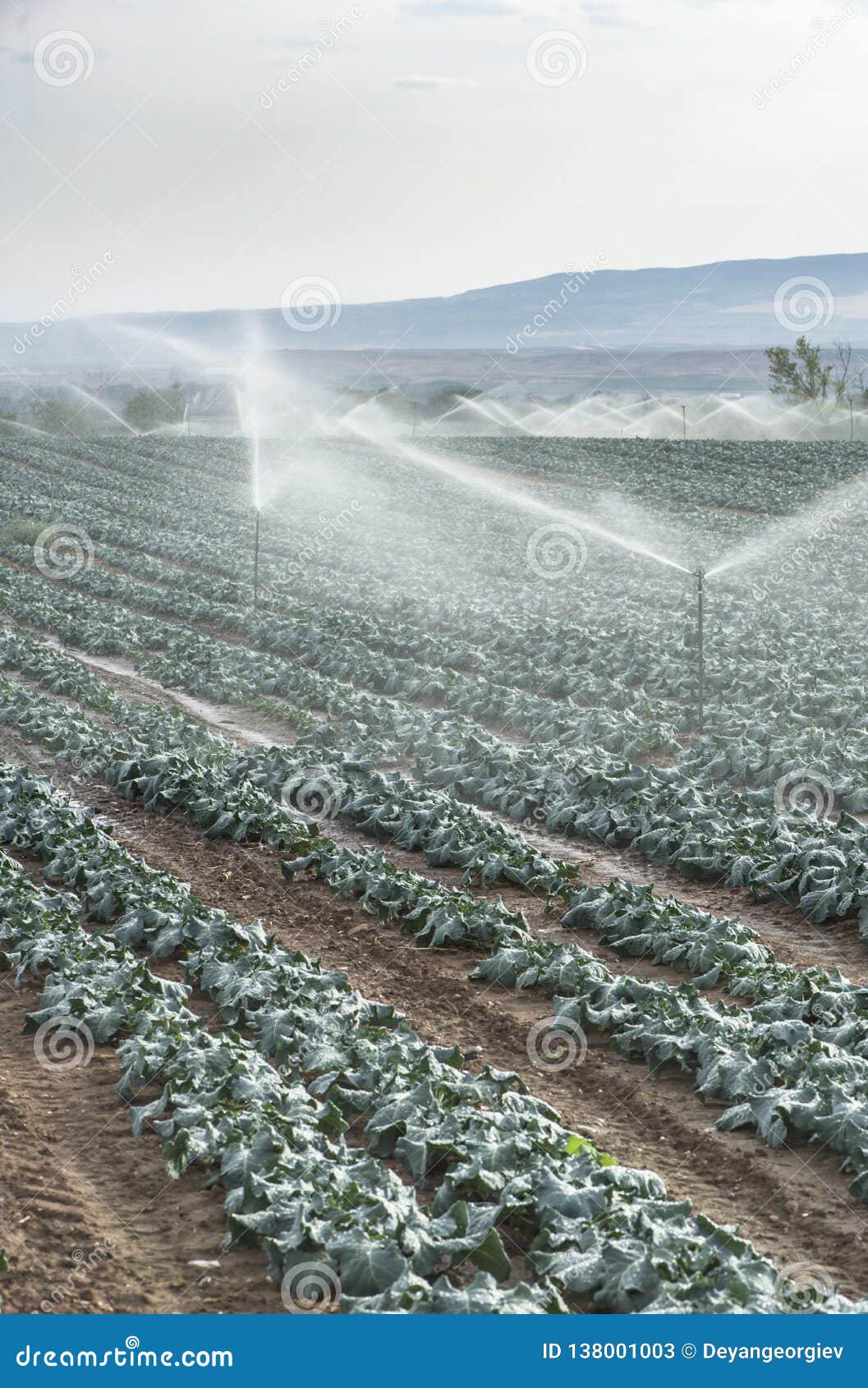 Watering Cabbage with Sprinklers Stock Image - Image of crop, nature ...