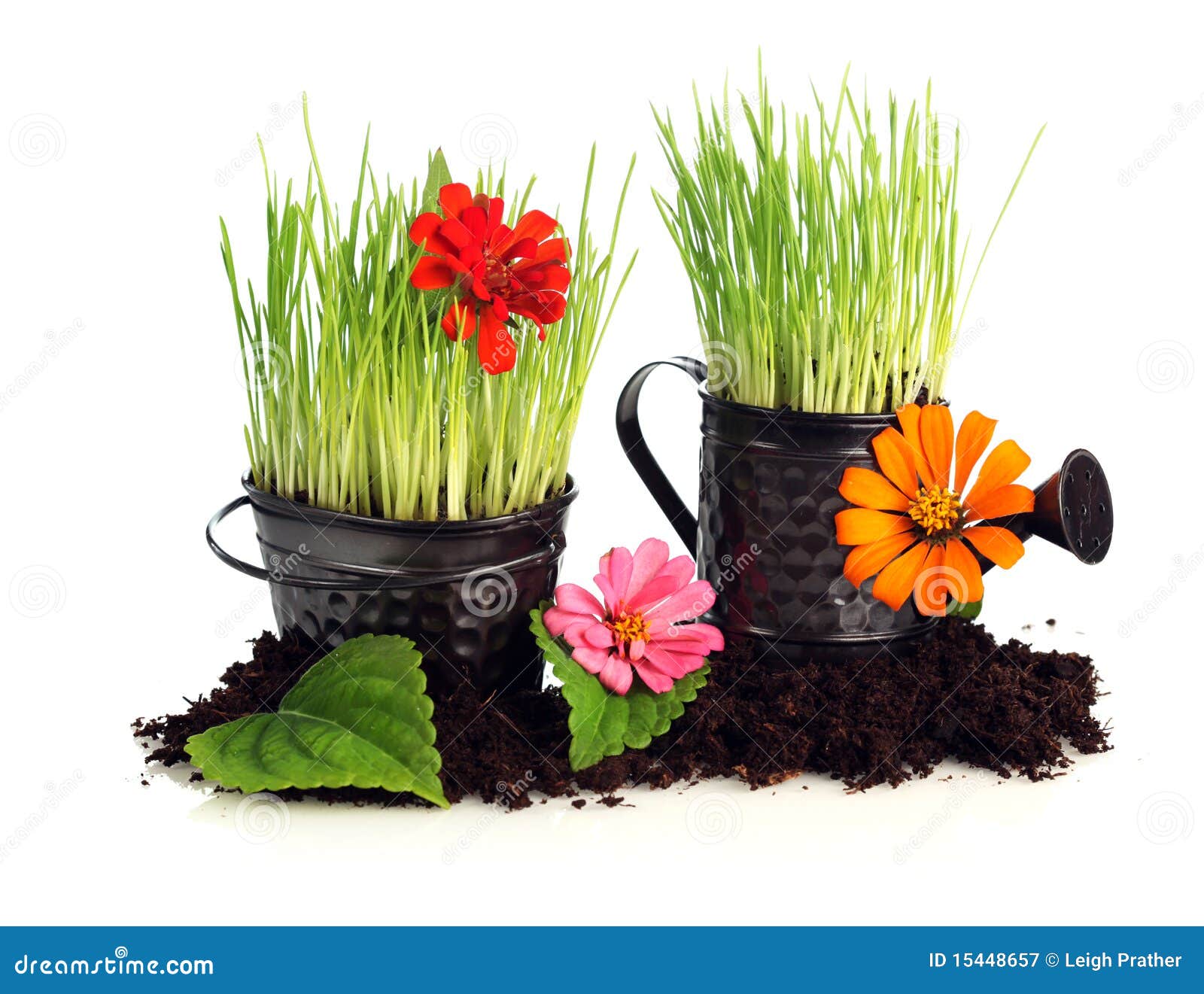 Watering can and flowerpot stock image. Image of flower - 15448657