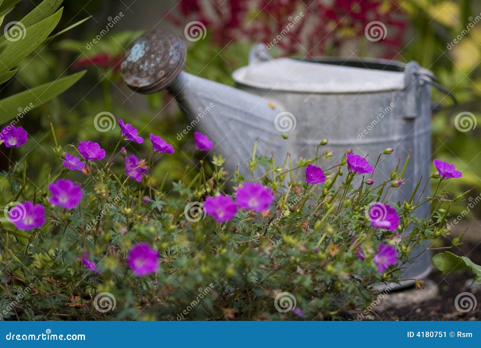 Watering can in garden stock image. Image of flowers, water - 4180751