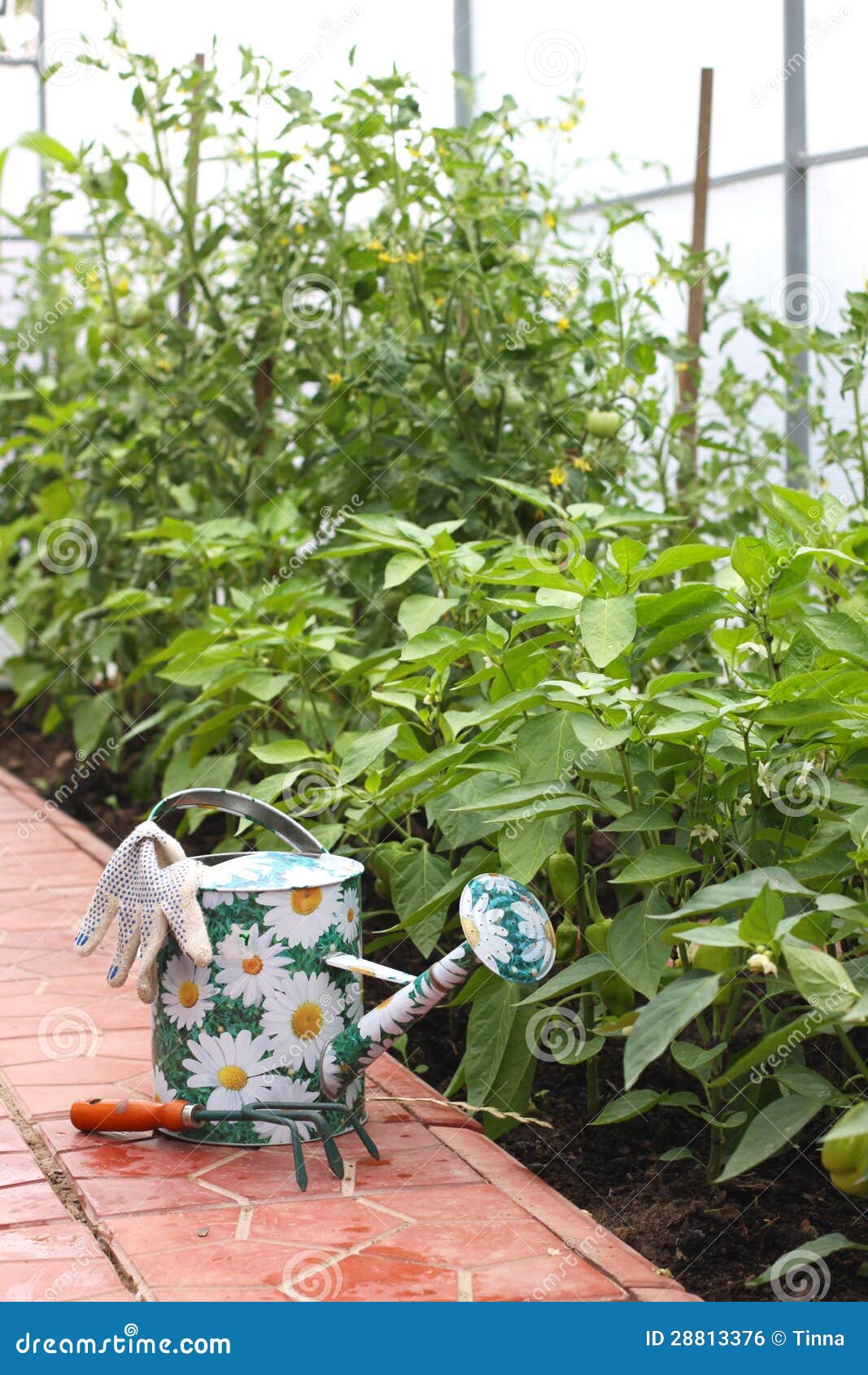 Watering Can and Garden Instruments Stock Photo - Image of greenhouse ...