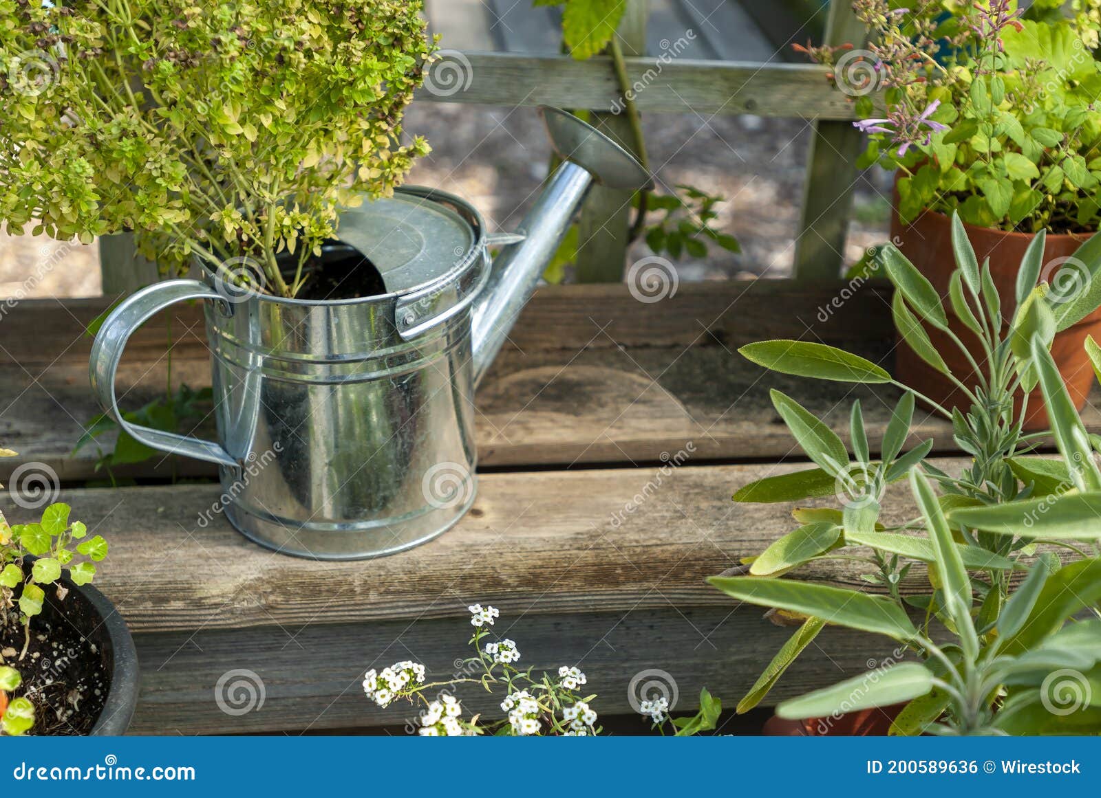 Watering can pot stock photo. Image of flower, horizontal - 200589636