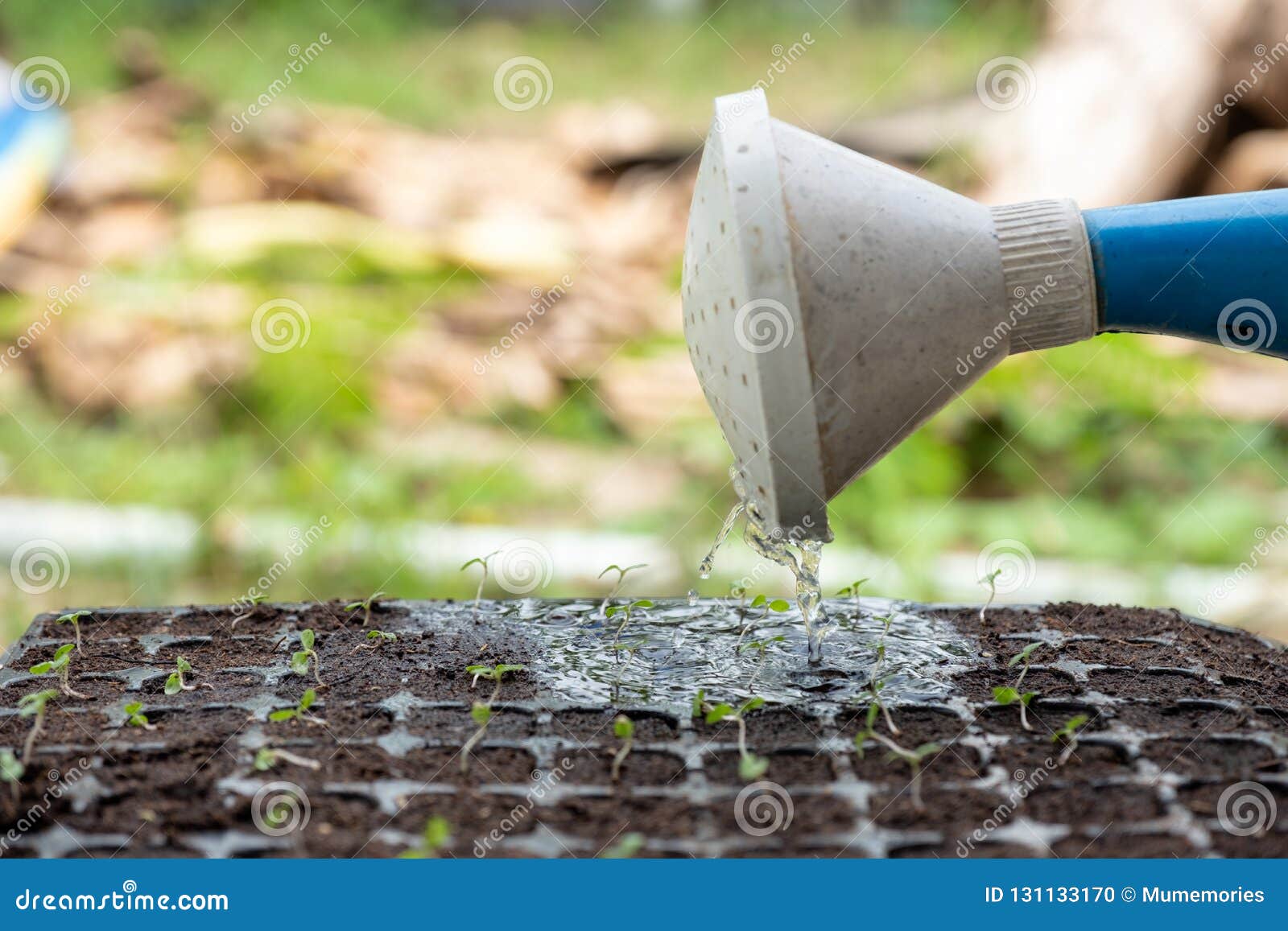 Watering Can Pouring Water on Sapling in Tray Stock Photo - Image of ...