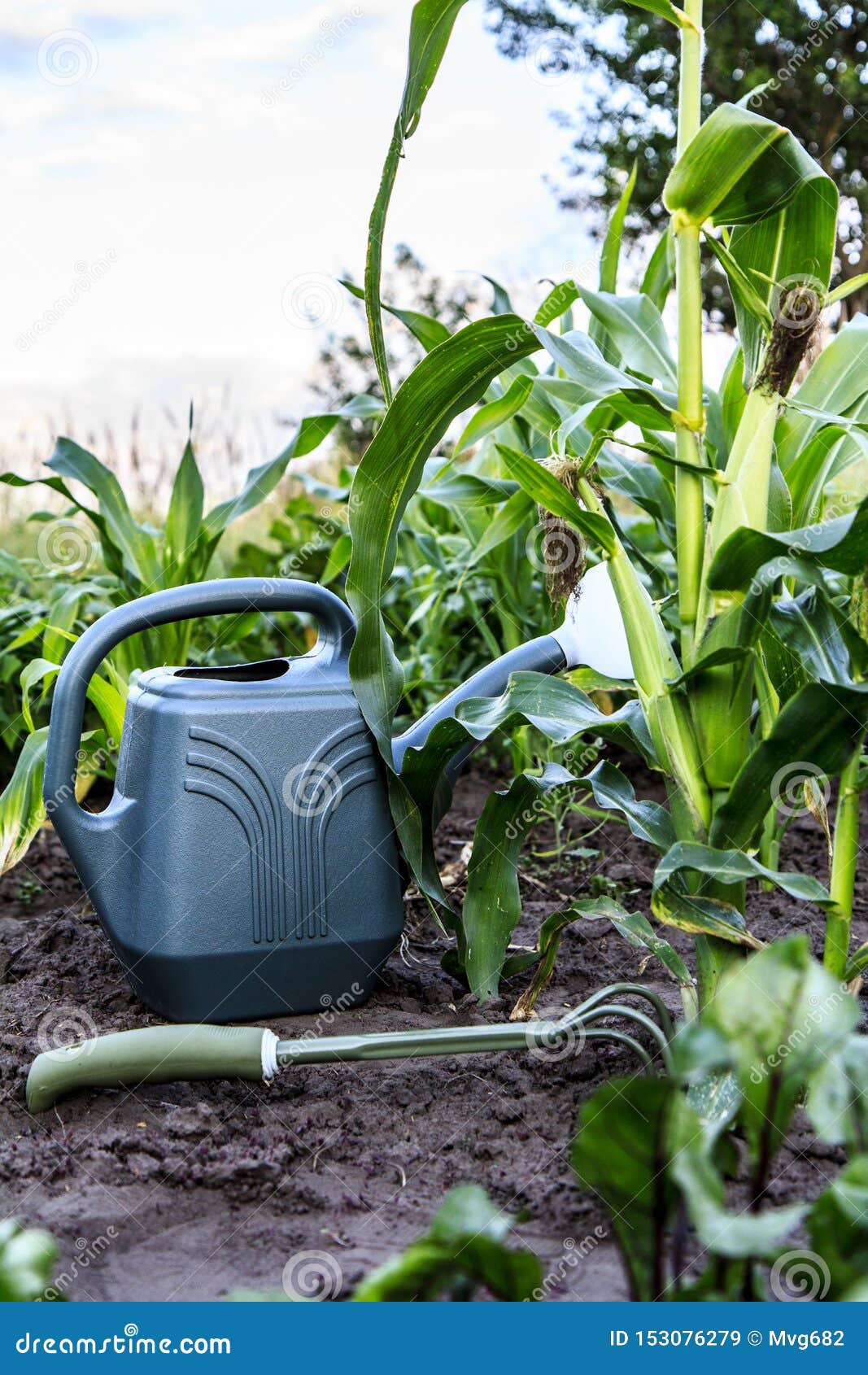 Watering Can and Small Hand Garden Rake in the Corn Field Stock Image ...