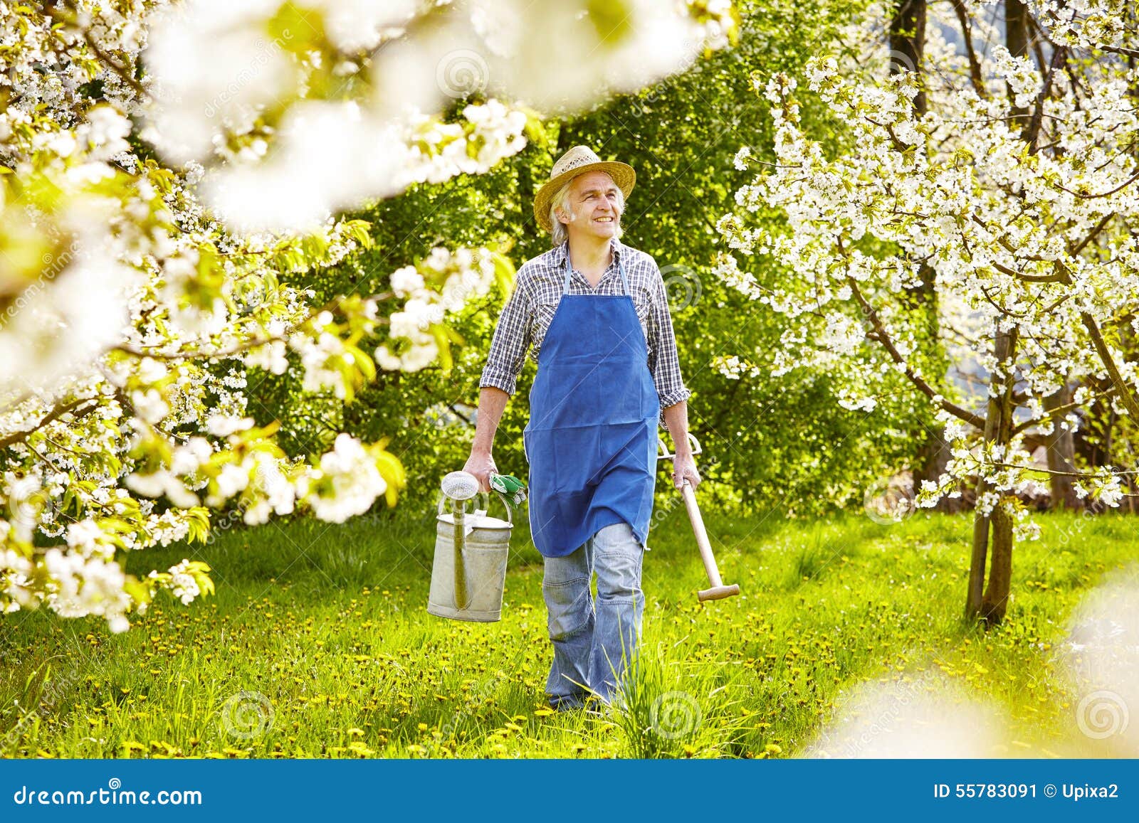 Watering Can Spade Cherry Tree Gardener Stock Image - Image of apron ...