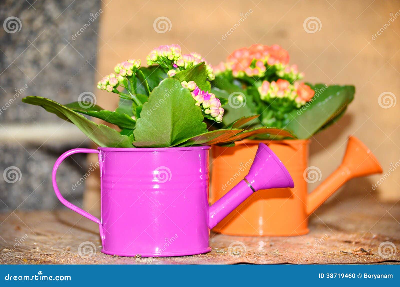 Watering Cans with Colorful Flowers Stock Photo - Image of grow ...