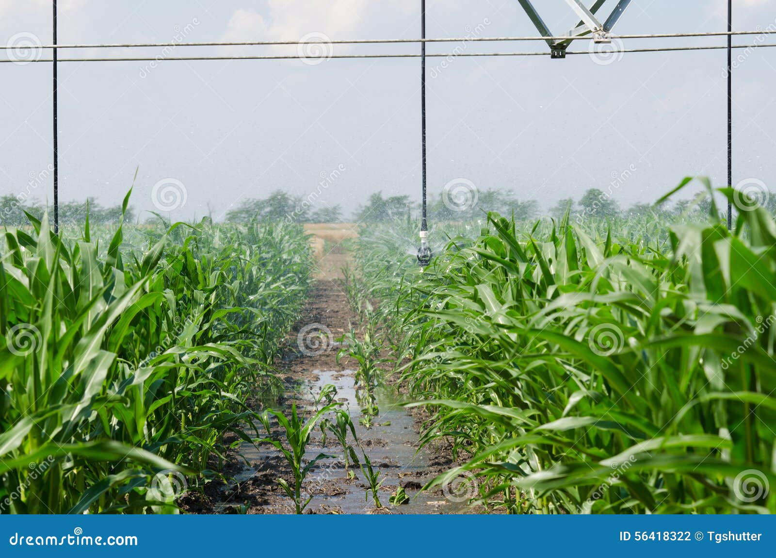 Watering a crop of corn stock photo. Image of grain, agriculture - 56418322