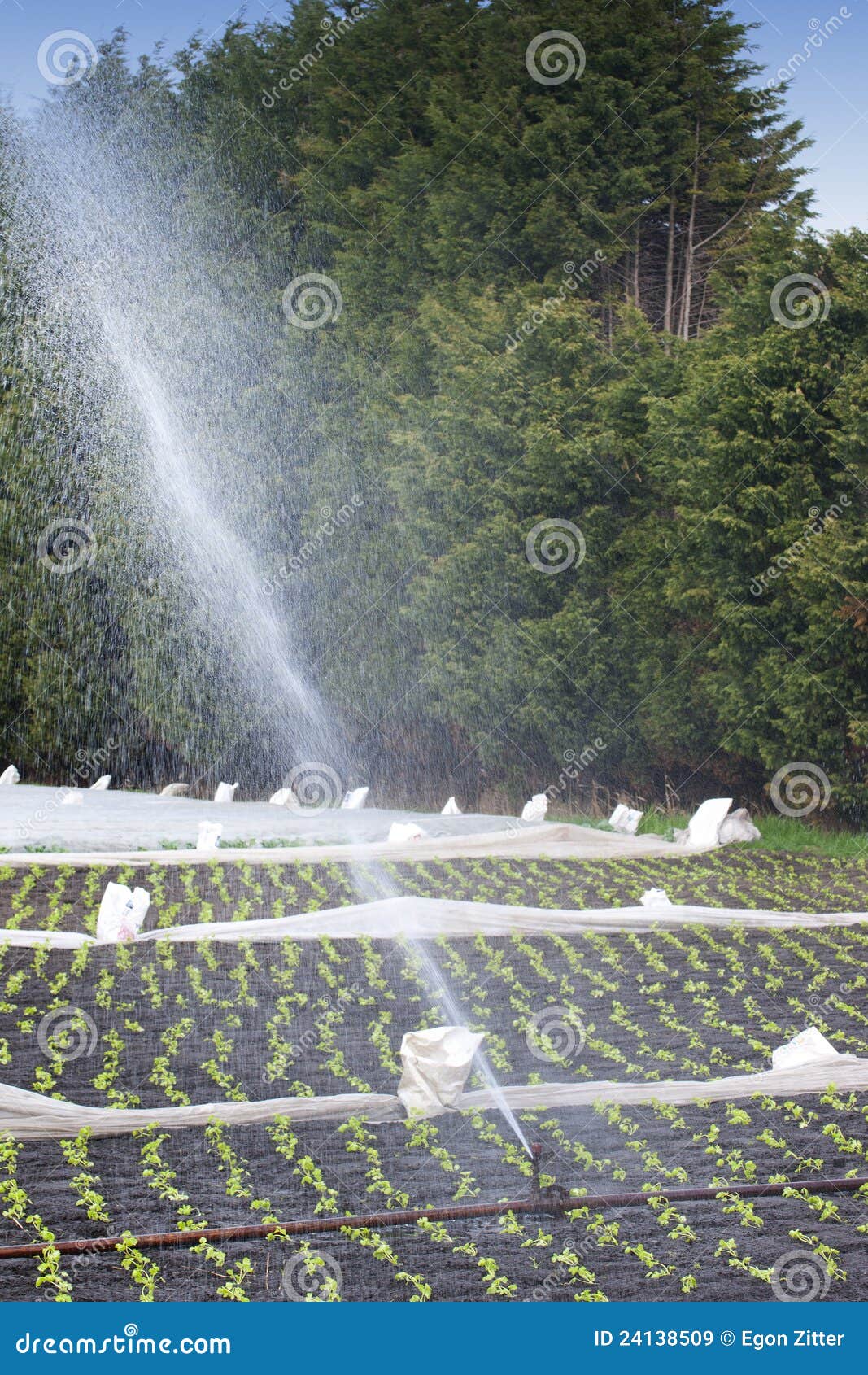 Watering crops stock image. Image of irrigating, moisture - 24138509