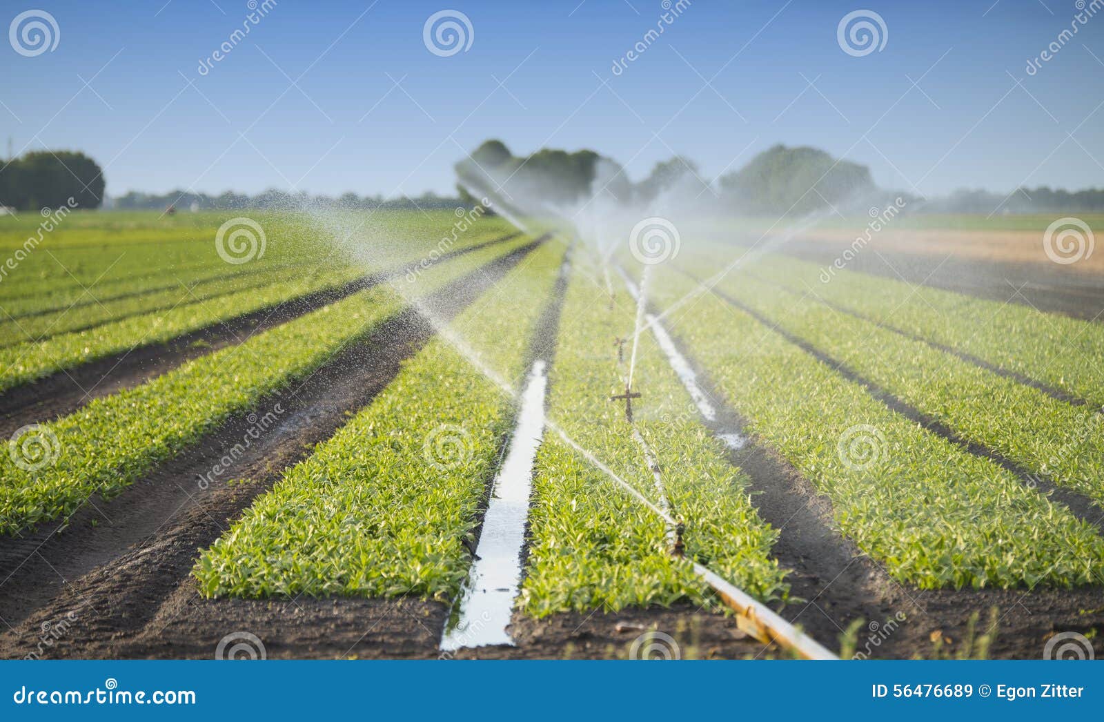 Watering crops stock image. Image of cultivation, agriculture - 56476689
