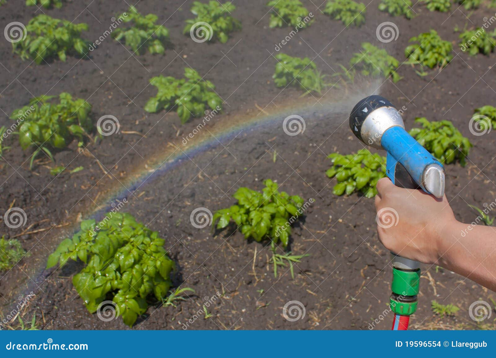 Watering Crops with a Rainbow Stock Photo - Image of rural, hose: 19596554