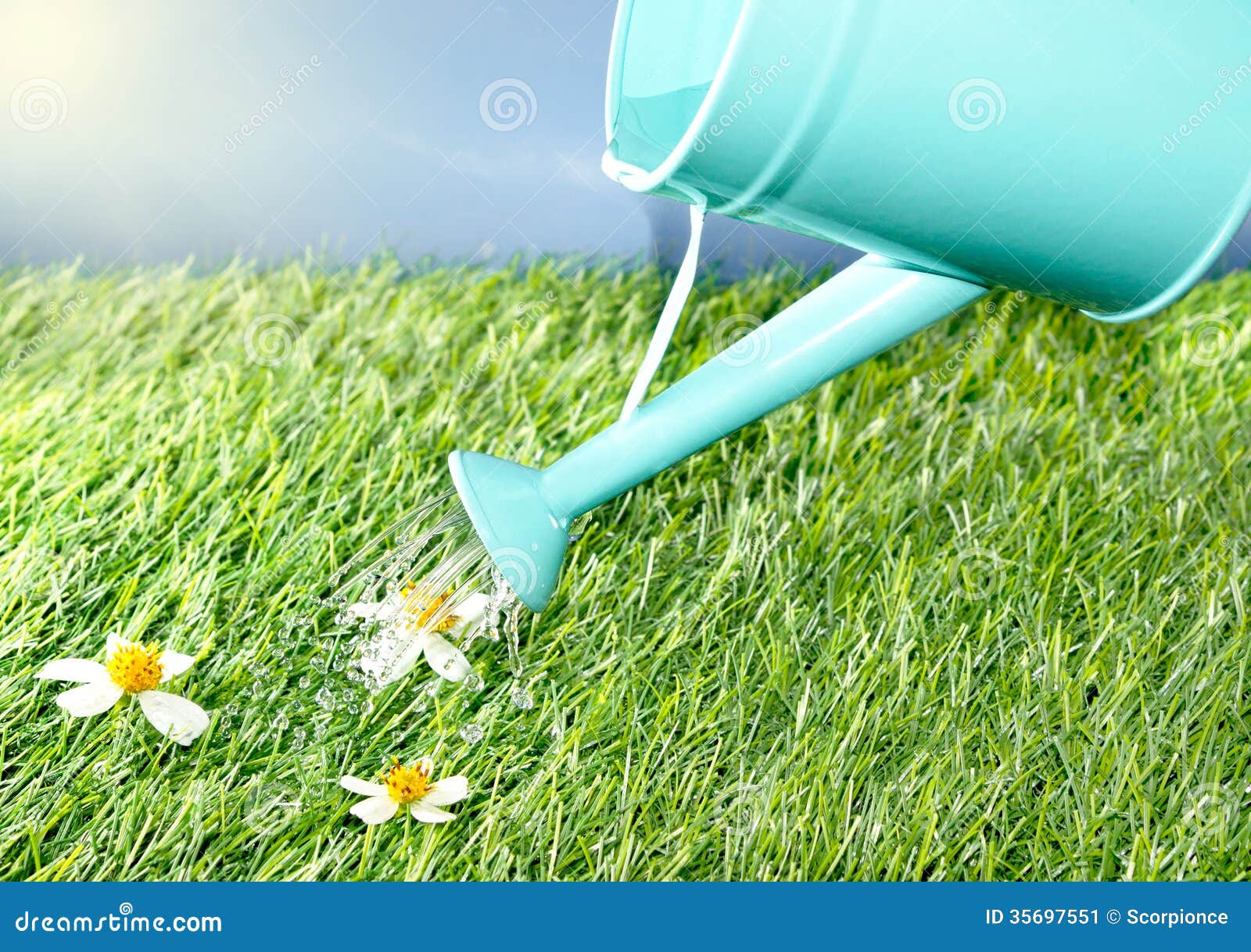 Watering of daisy flowers stock image. Image of water - 35697551