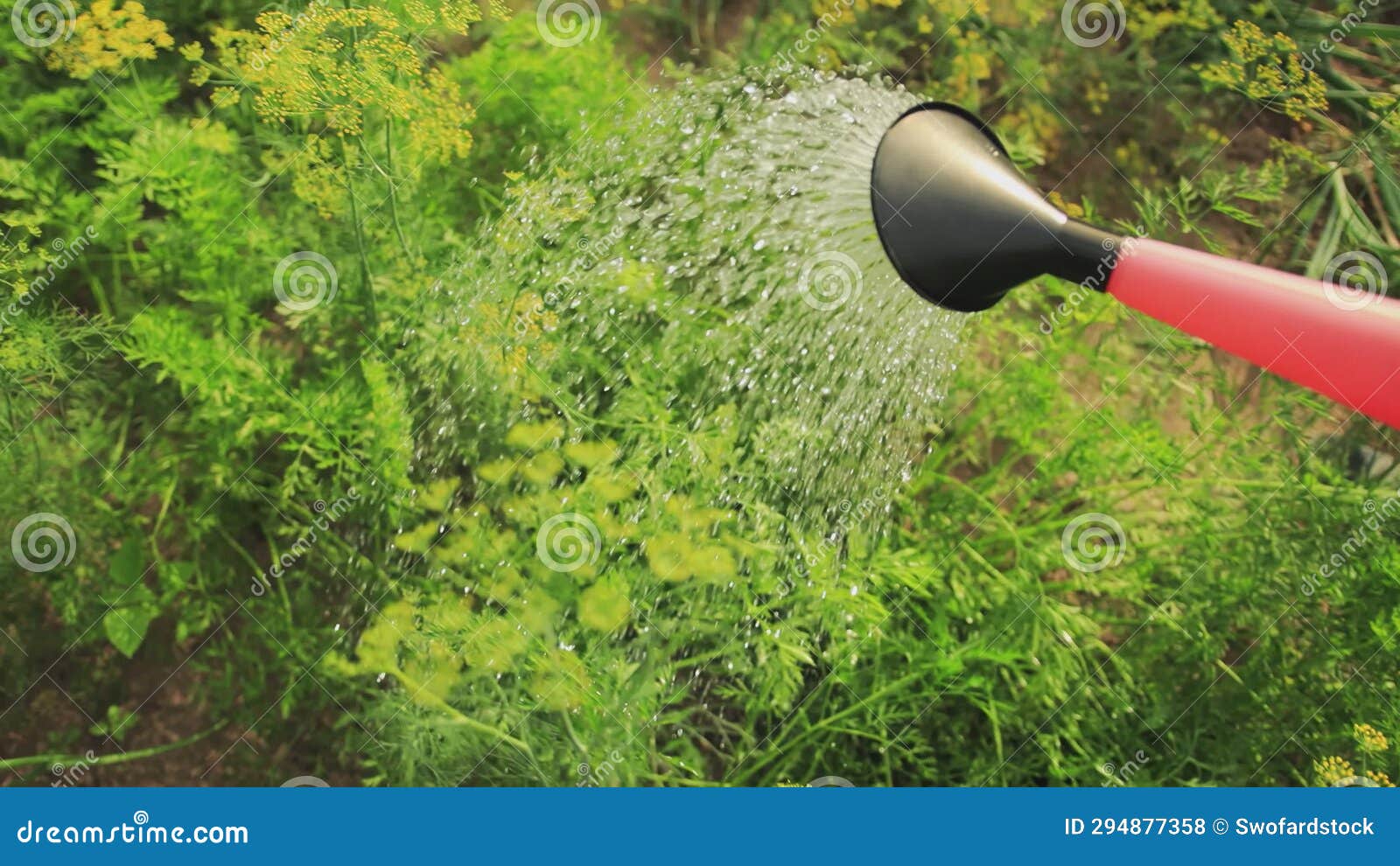 Watering and Feeding Carrots from a Watering Can in the Garden Bed with ...