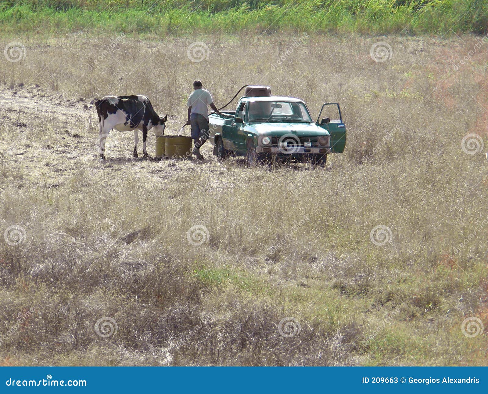 Watering and Feeding the Cow Stock Image - Image of work, eating: 209663