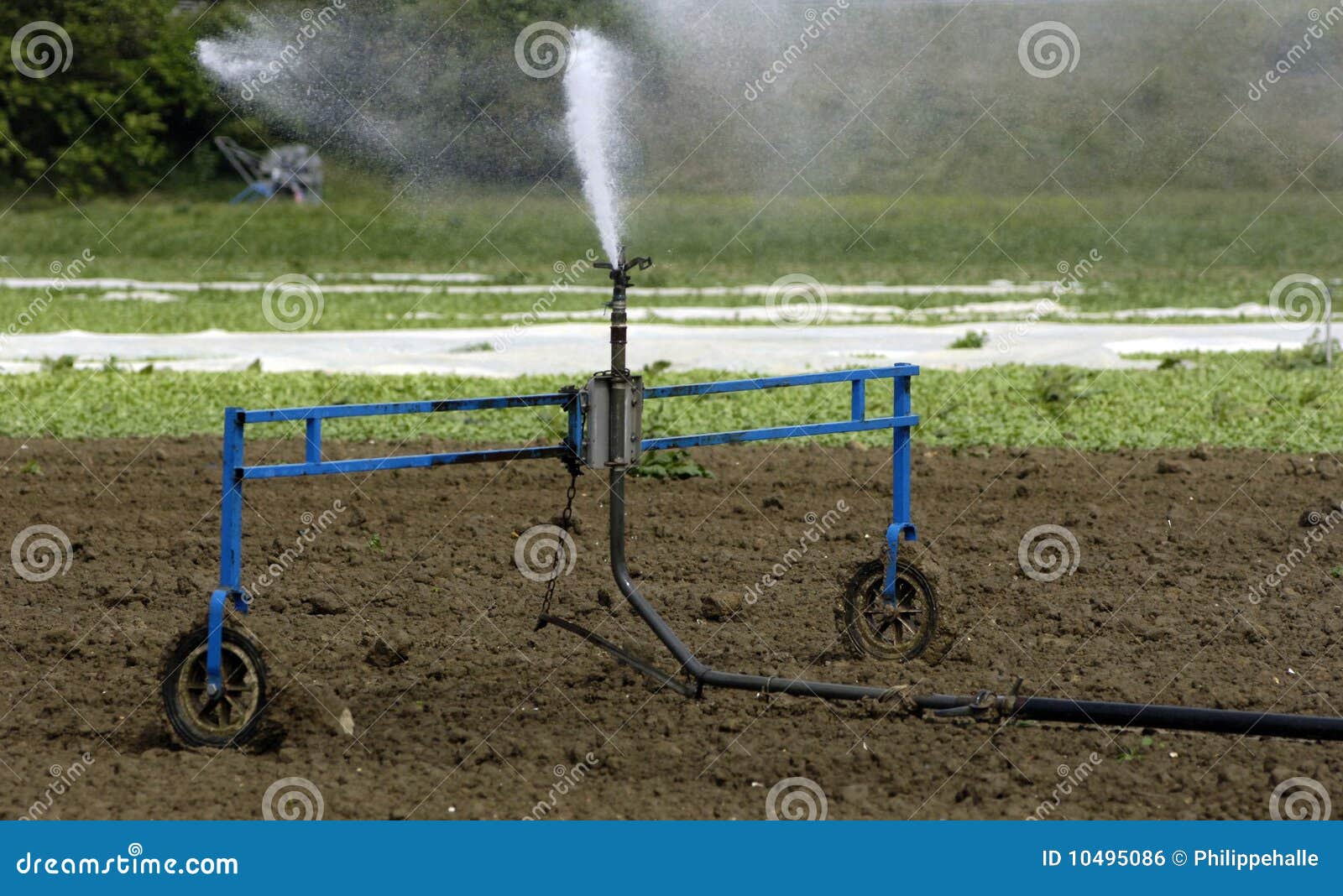 Watering in a field stock photo. Image of condenses, guttation - 10495086