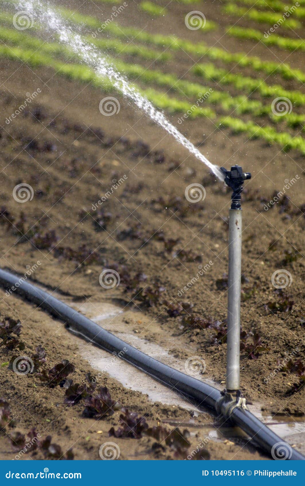 Watering in a field stock photo. Image of garden, ground - 10495116