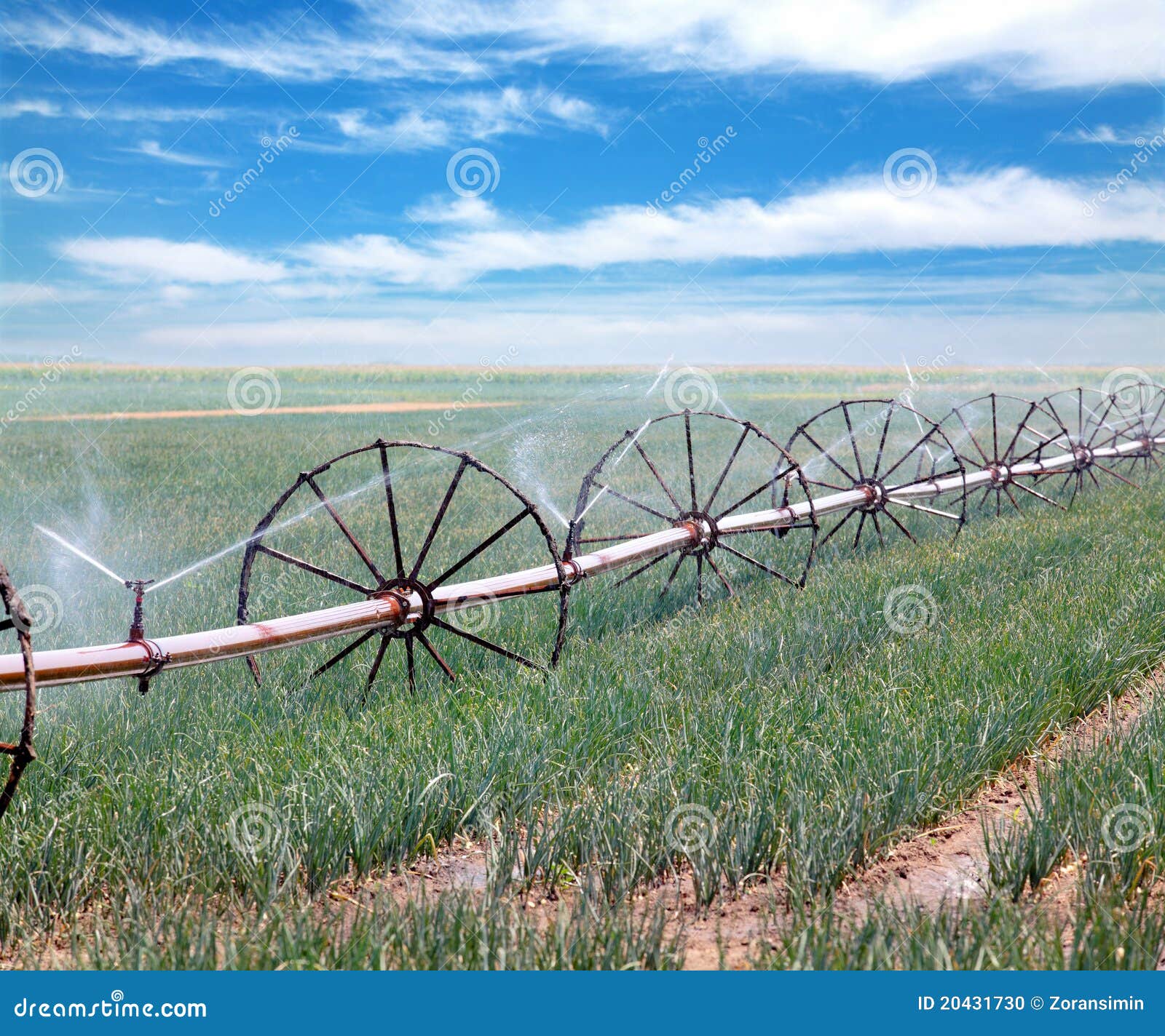 Watering of field stock photo. Image of blue, cultivated - 20431730