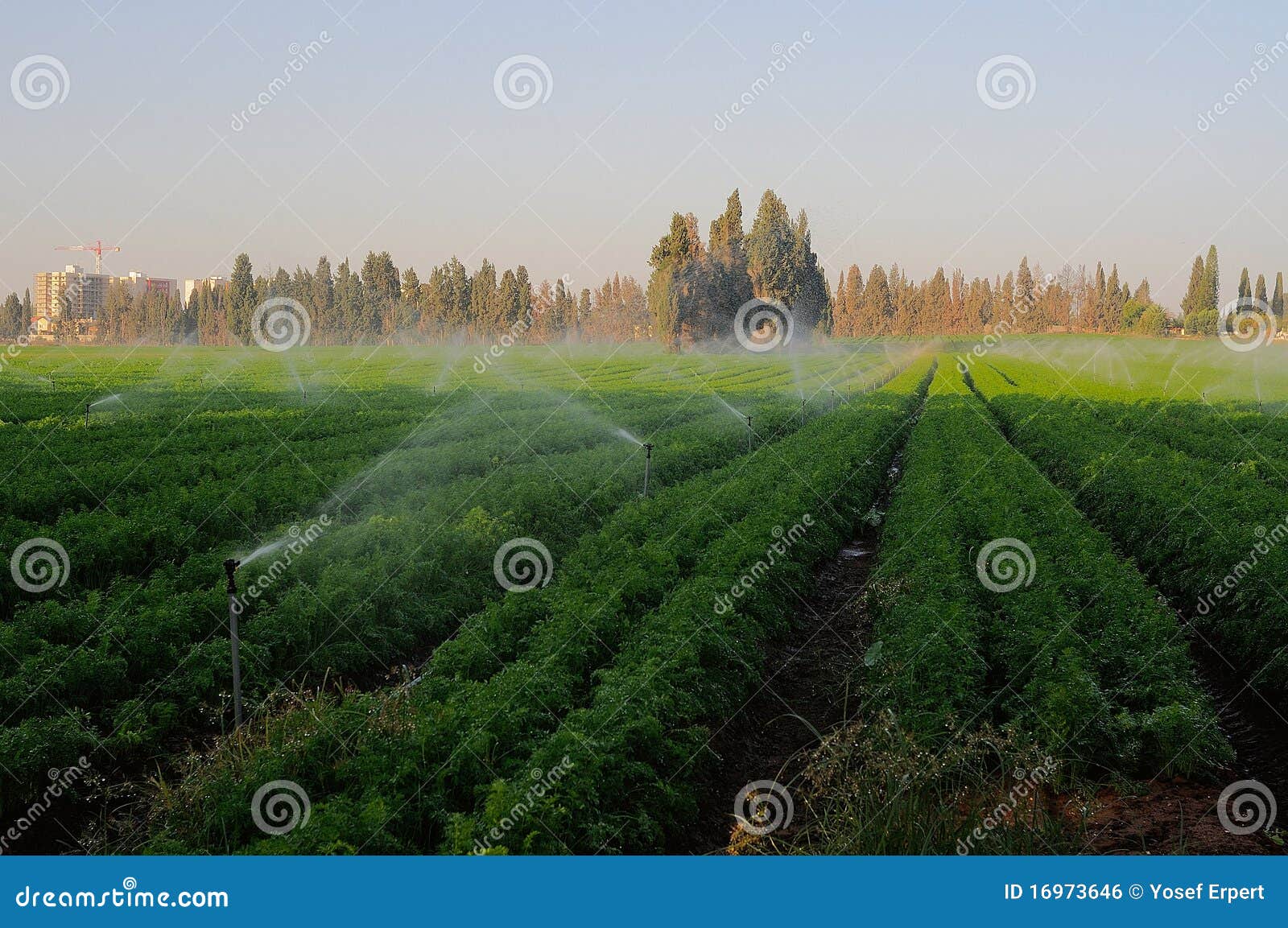 Watering field carrots stock photo. Image of coming, sprou - 16973646