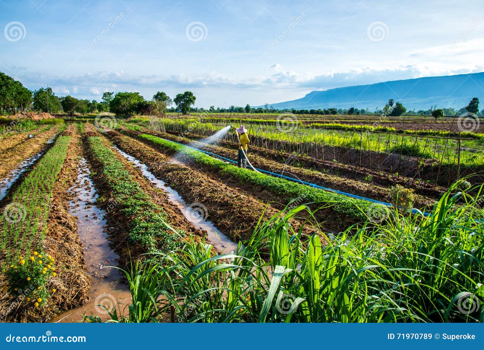 Watering in the field stock image. Image of exercise - 71970789