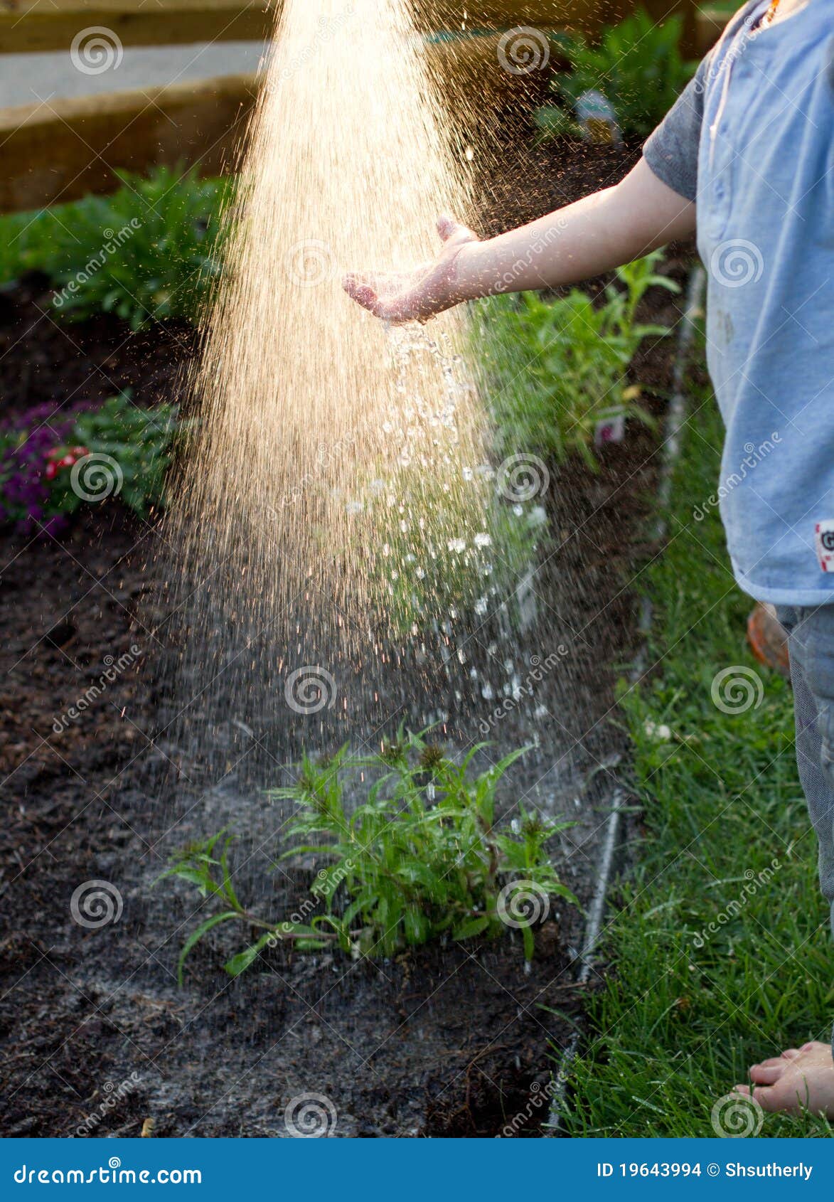Watering the flowers stock photo. Image of spring, watering - 19643994