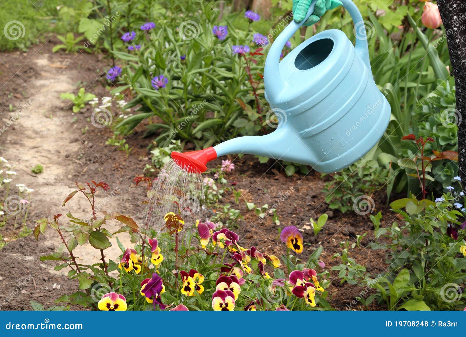 Watering flowers stock photo. Image of equipment, gardening - 19708248