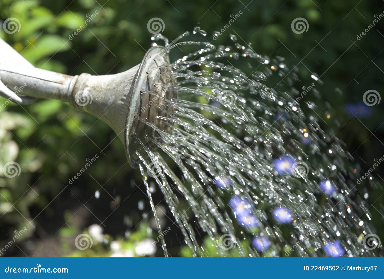 Watering Flowers stock photo. Image of sprinkling, flowers - 22469502