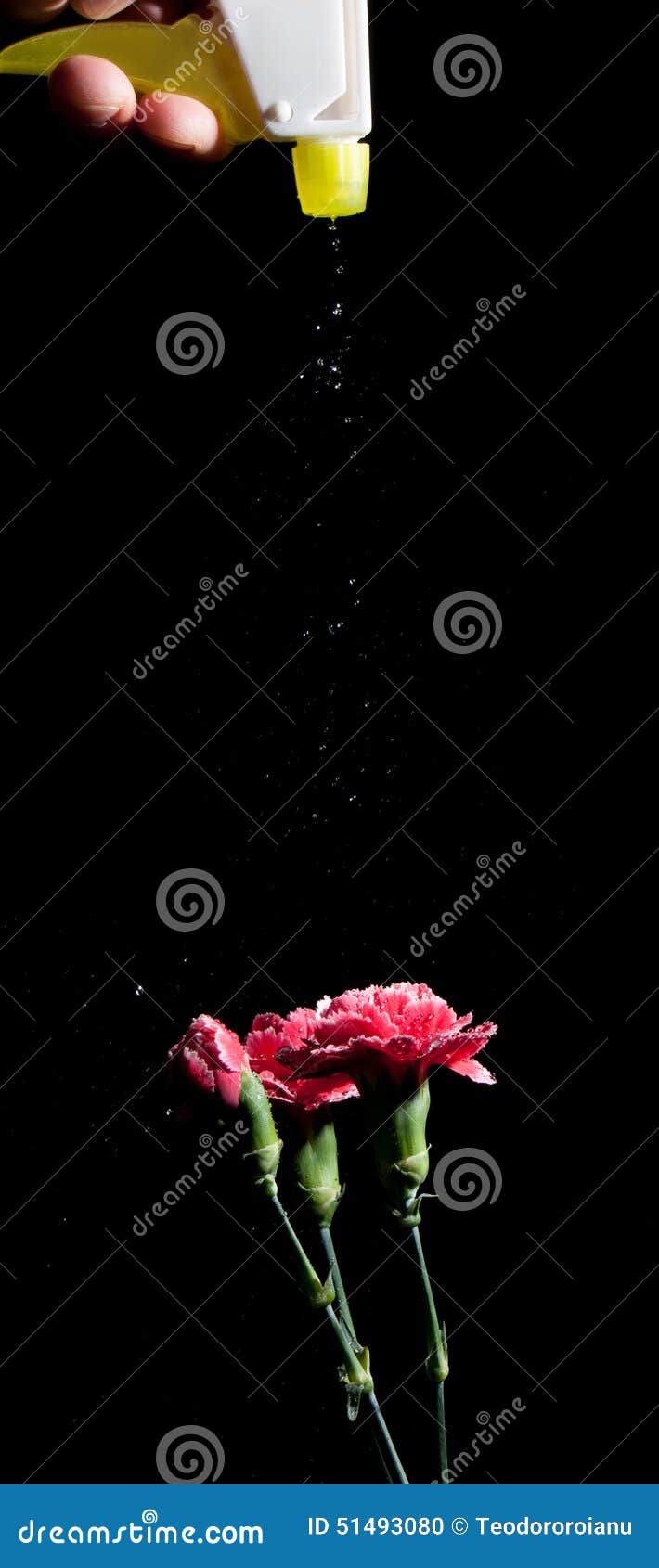 Watering flowers stock photo. Image of flower, feminine - 51493080