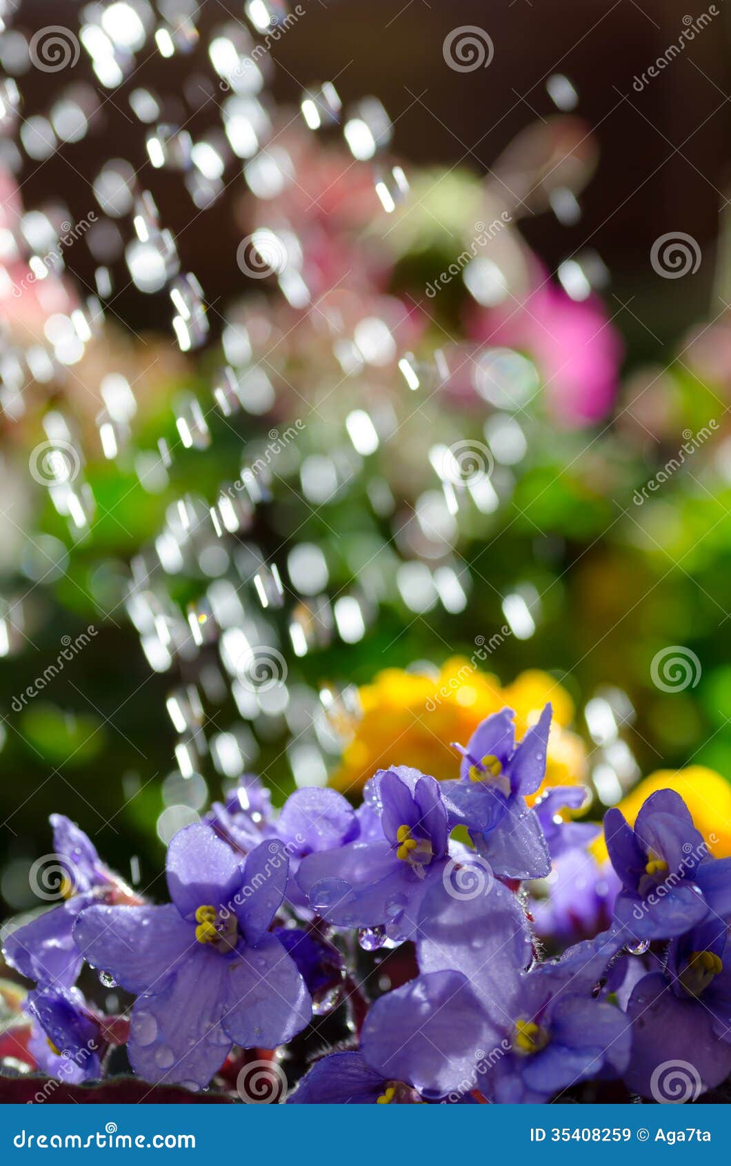 Watering flowers stock image. Image of outdoor, droplets - 35408259