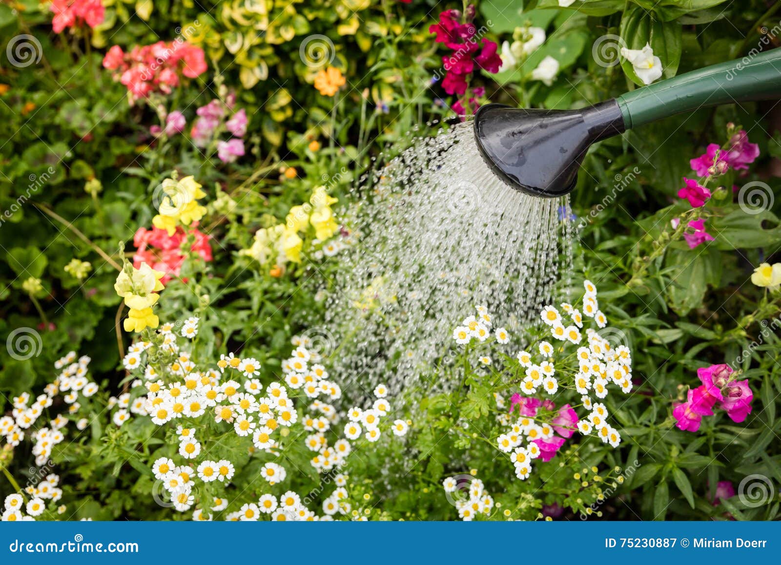 Watering flowers stock image. Image of leaf, taking, gardening - 75230887
