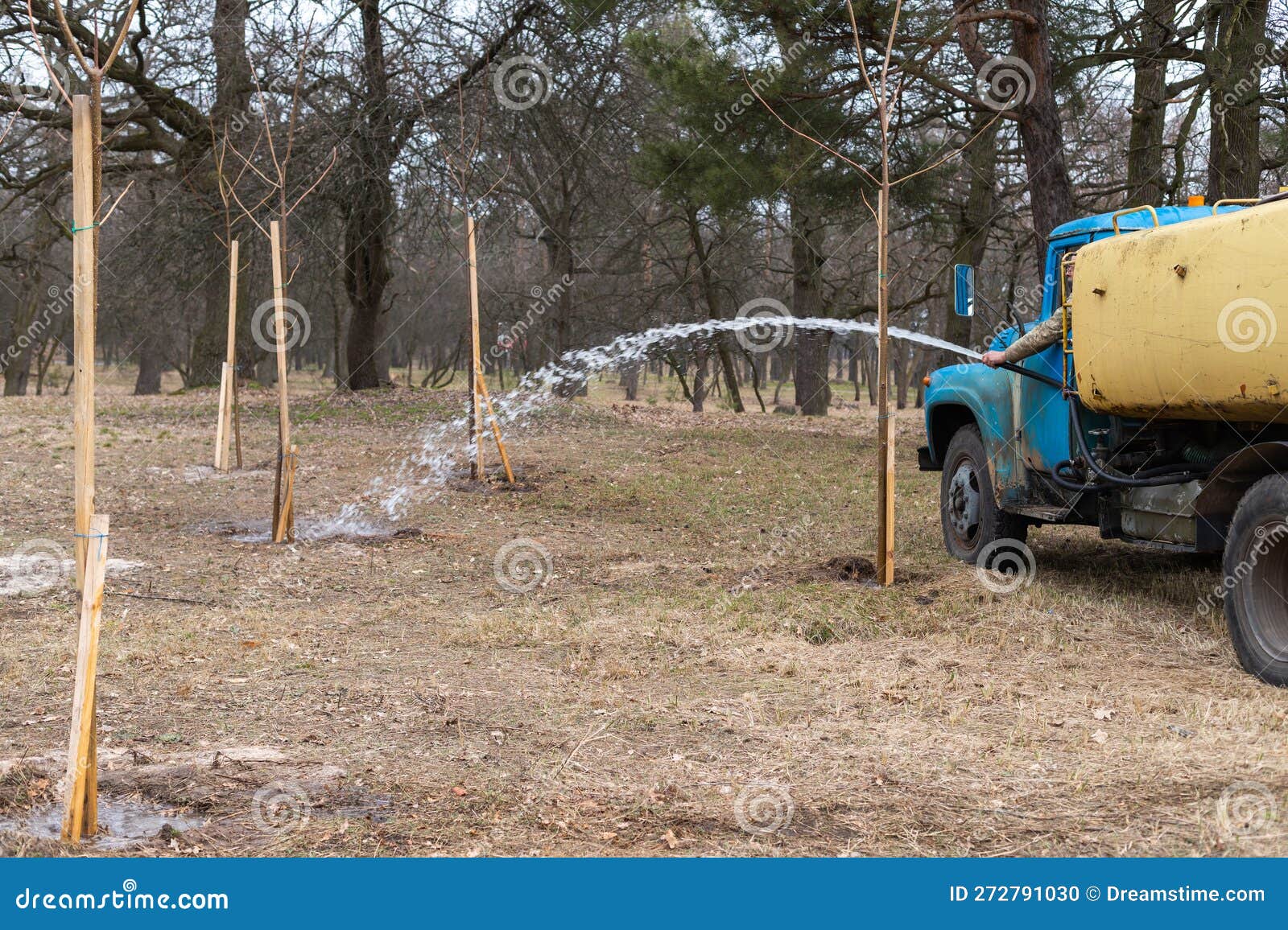 Watering Freshly Planted Trees in Old Park Stock Photo - Image of ...