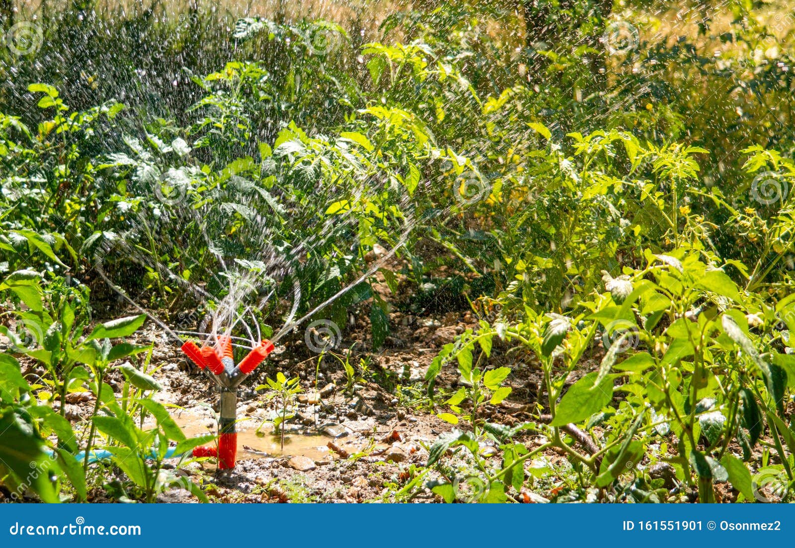 Watering Garden with Fruits and Vegetables Stock Image - Image of ...