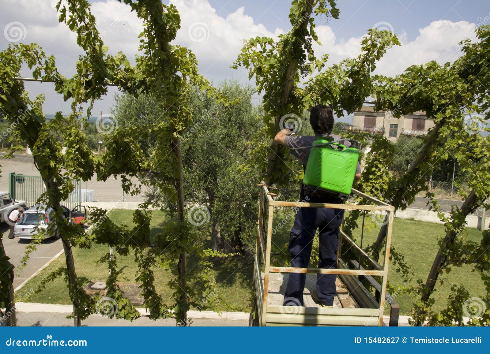 Watering grapes stock image. Image of harvesting, bunch - 15482627