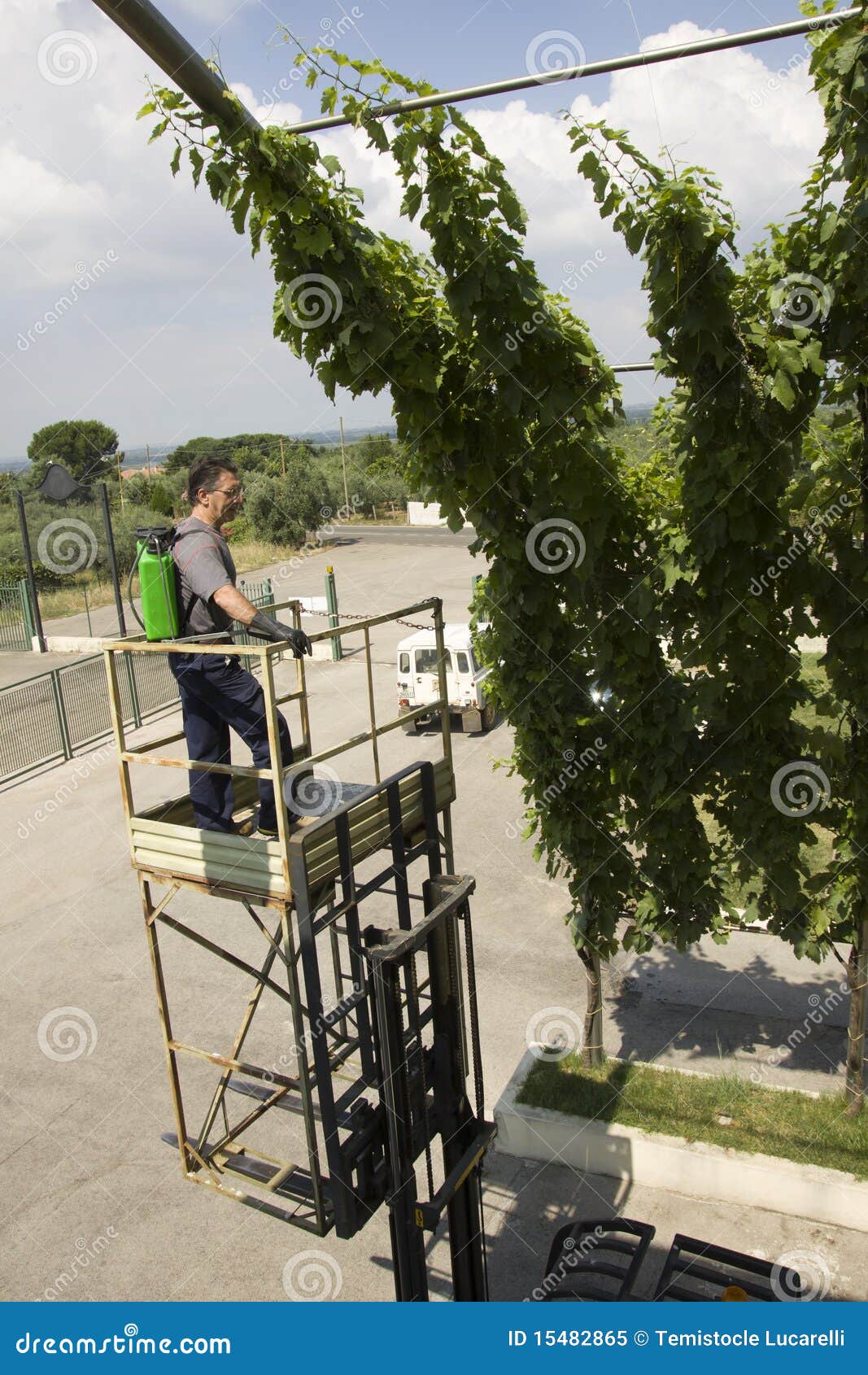 Watering grapes stock image. Image of ripe, shears, freshness - 15482865