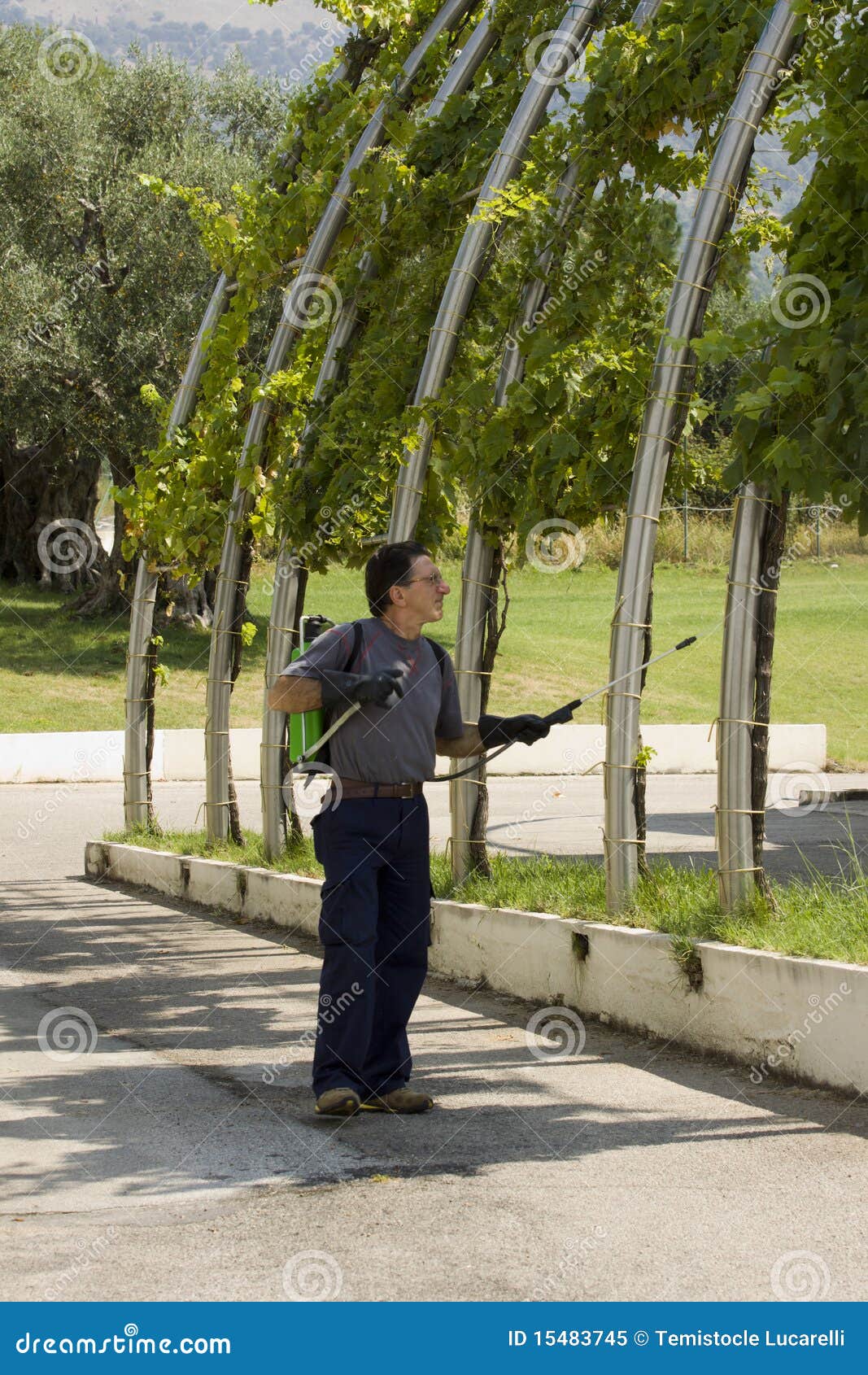 Watering grapes stock image. Image of scissors, pruner - 15483745