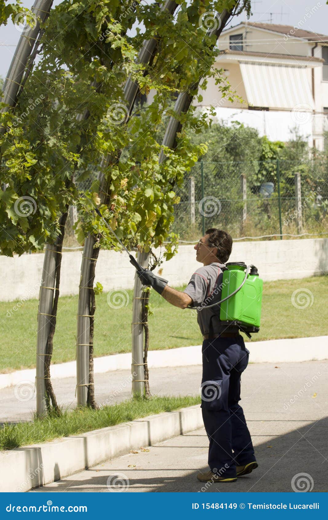 Watering grapes stock image. Image of fruit, nature, cutting - 15484149