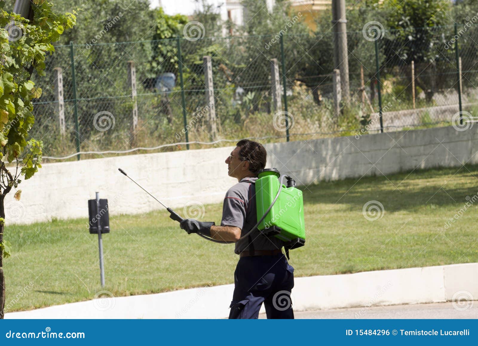 Watering grapes stock photo. Image of farmer, green, pruning - 15484296