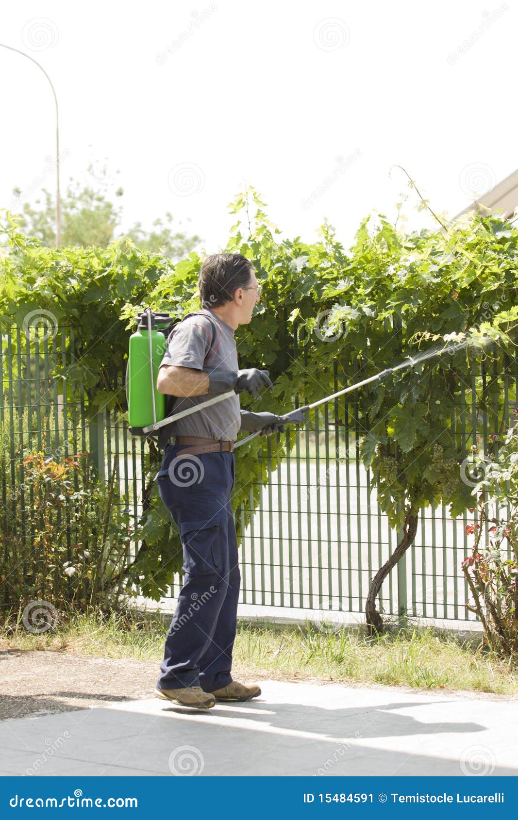 Watering grapes stock image. Image of bunch, arms, grape - 15484591
