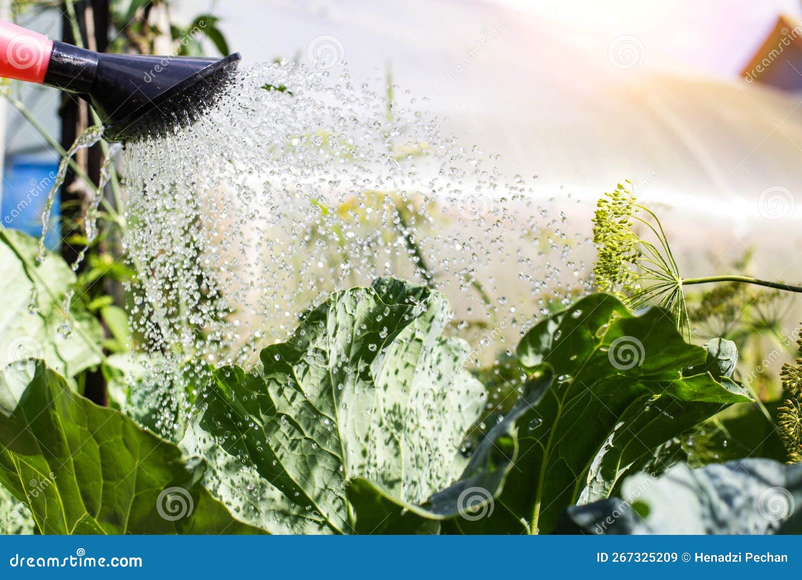 Watering a Head of Cabbage from a Watering Can. Growing Cabbage in the ...