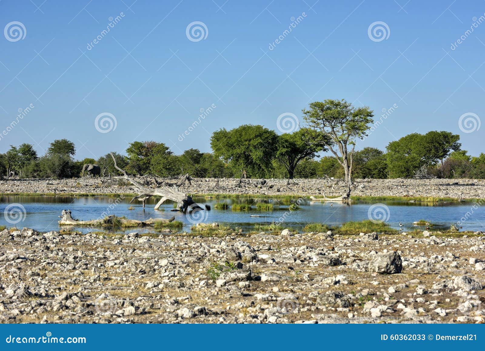 Watering Hole - Etosha, Namibia Stock Image - Image of safari, nature ...